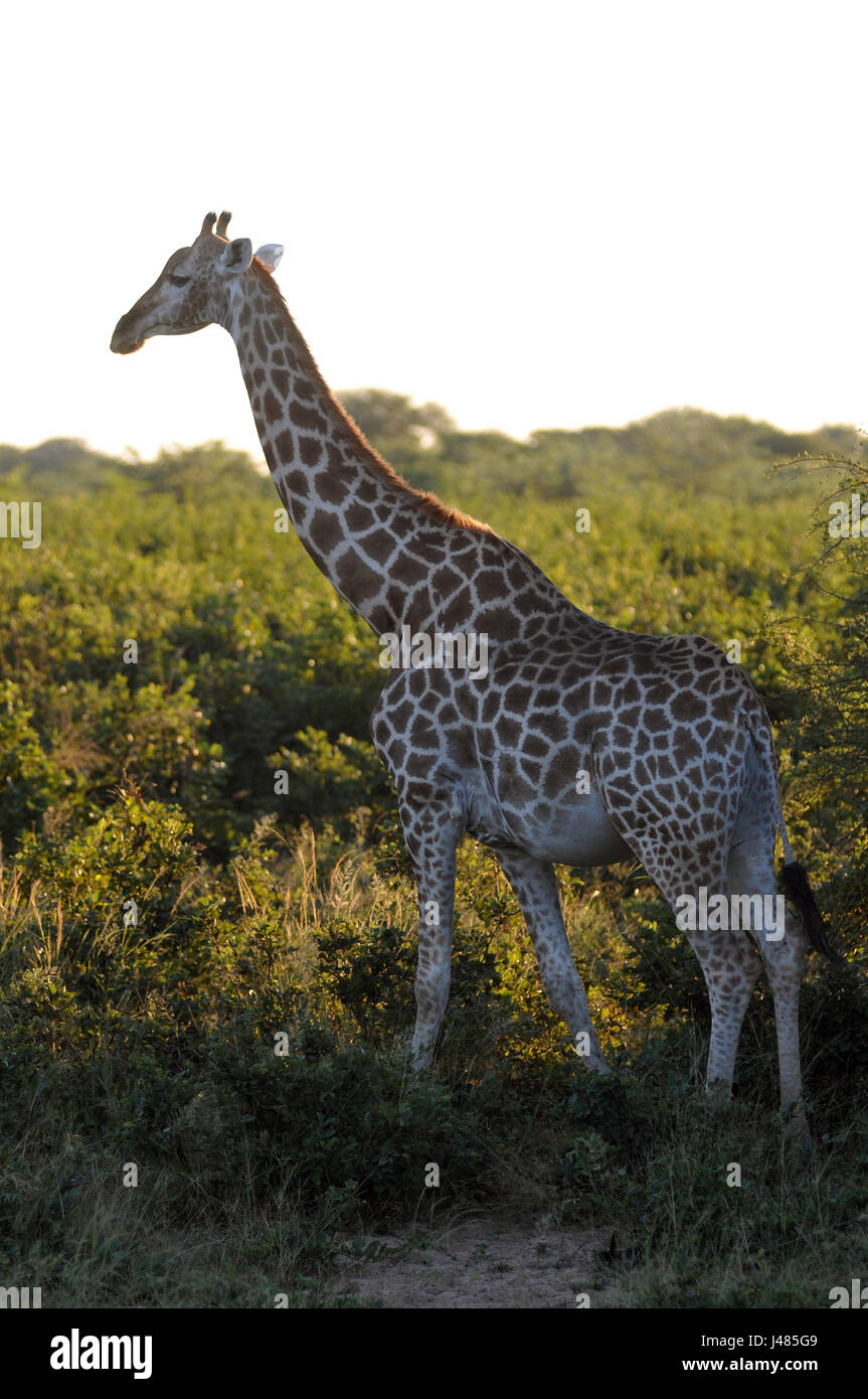 A lone giraffe steps through the savannah and bush. Taken on 01.04.2017 ...