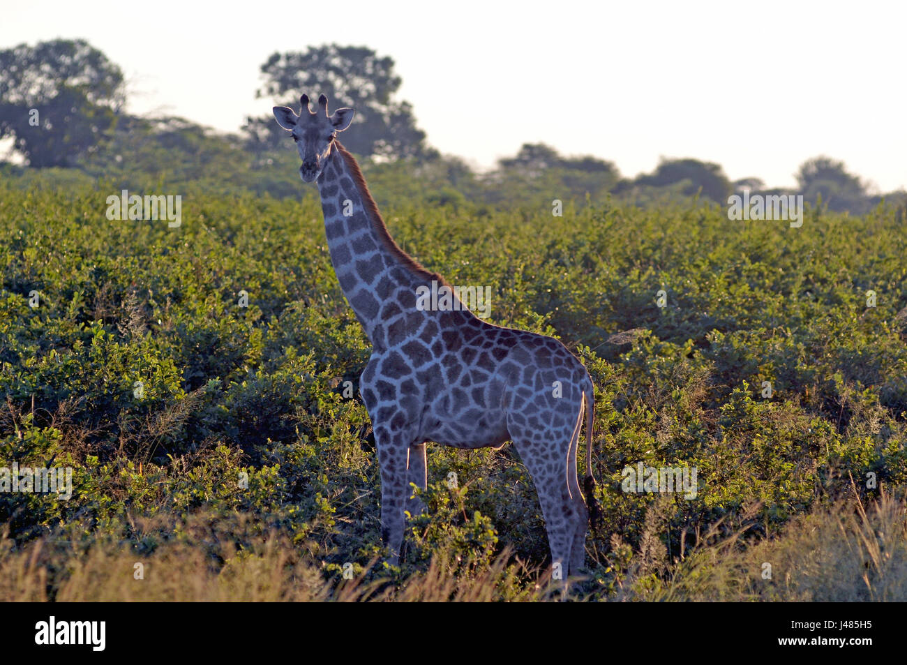 With its long neck, a giraffe looms out of the Savannah vegetation ...
