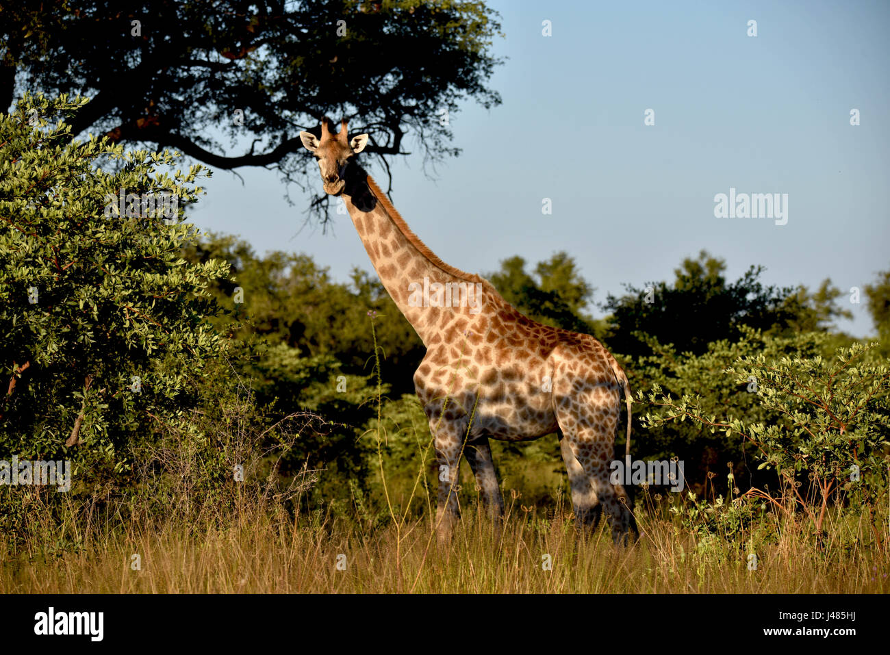 A giraffe cow grazing in Savannah vegetation. Taken on 04.04.2017. The ...