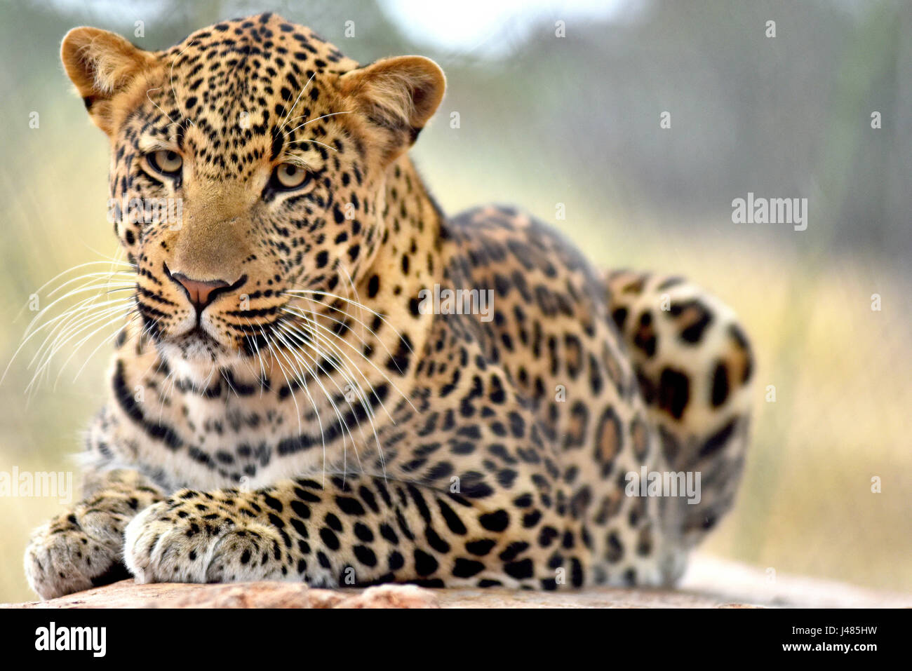 A leopard lies on a cliff and watches its surroundings in a game ...