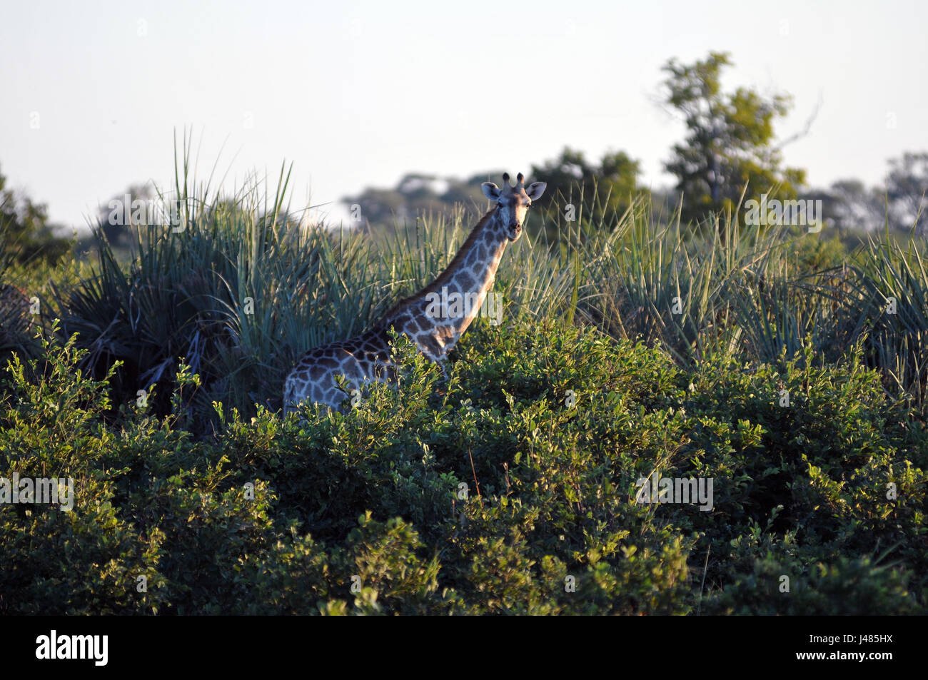 With its long neck, a giraffe looms out of the savannah vegetation ...
