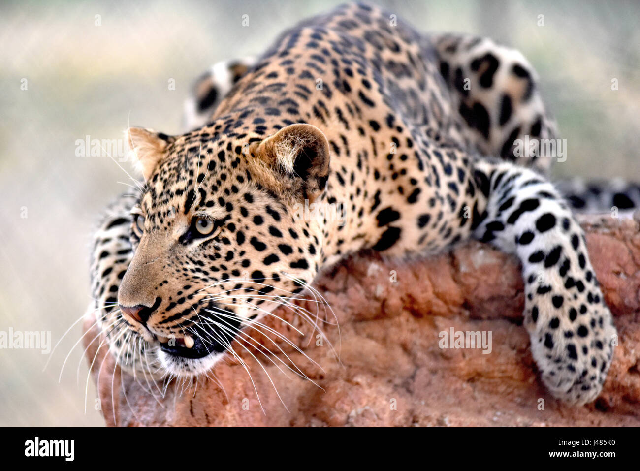 A leopard lies on a cliff and watches its surroundings in a game ...