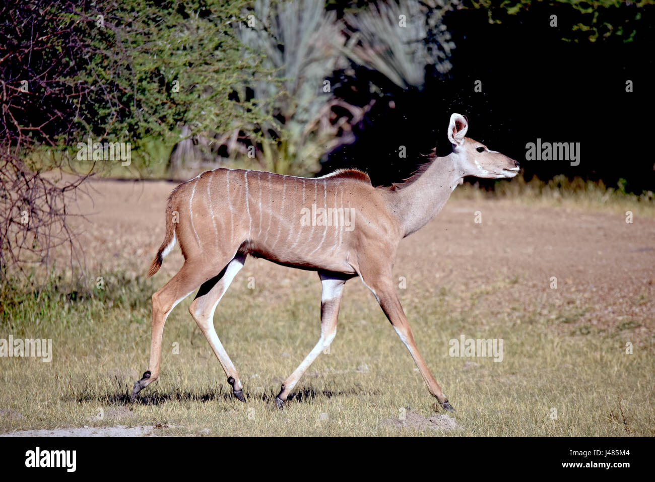 Mahango reach the reserve hi-res stock photography and images - Alamy