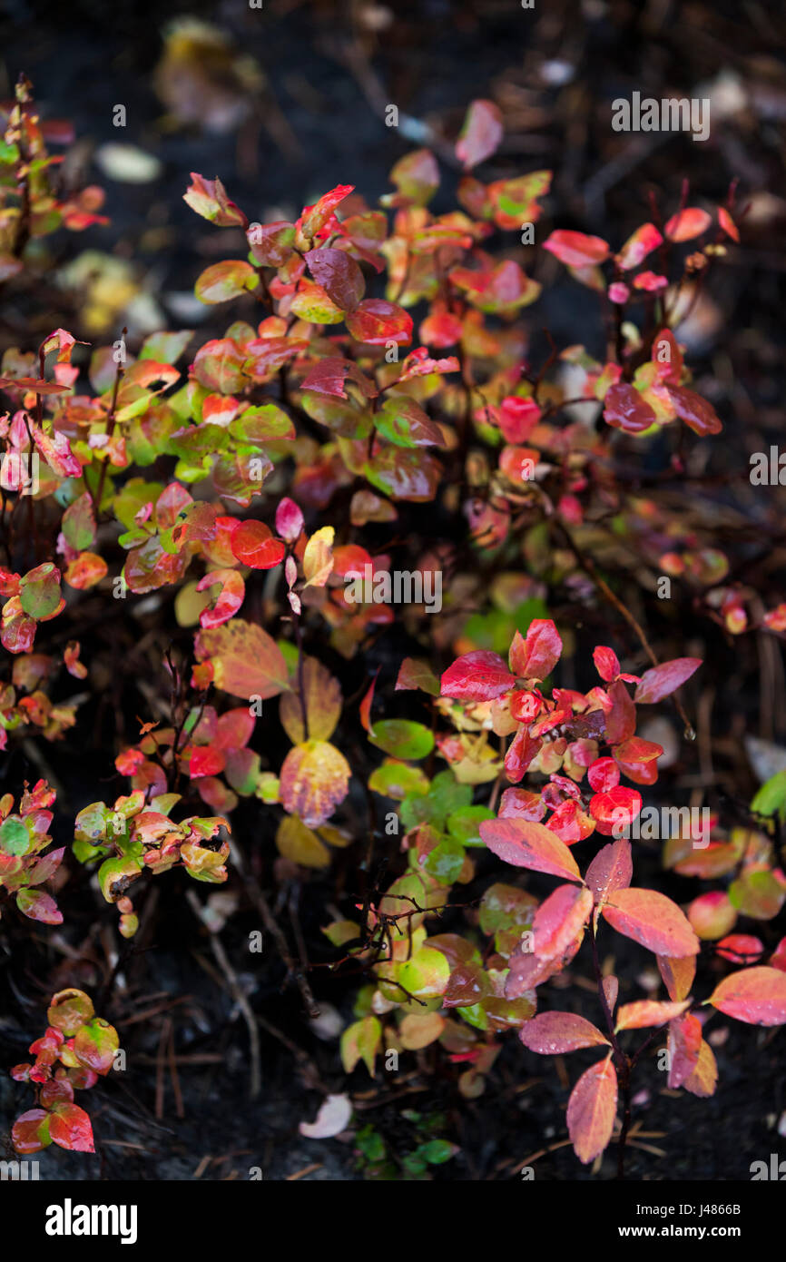 Red and green Fall foliage Stock Photo - Alamy