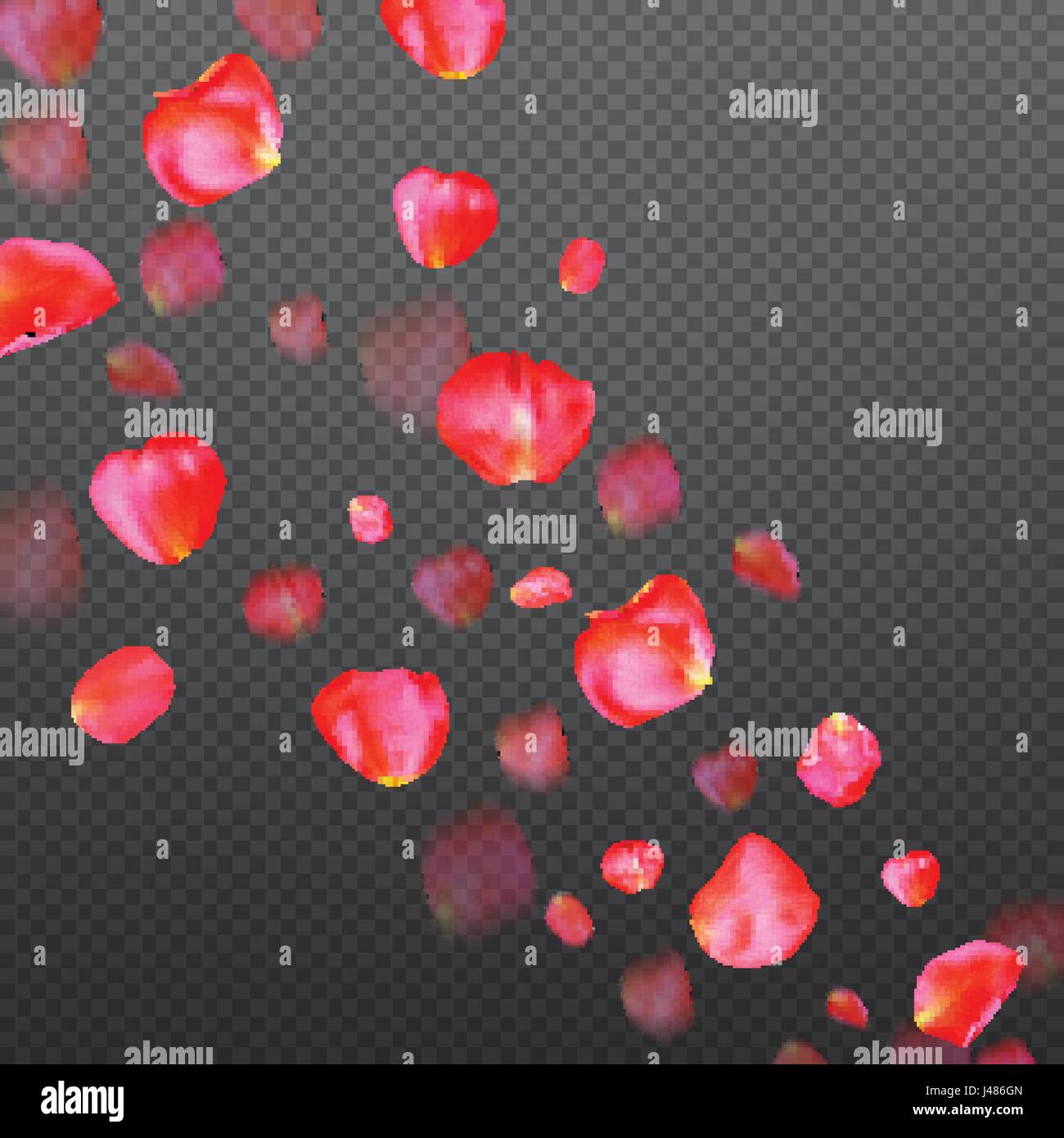 A lot of falling red rose petals on transparent background Stock Vector ...