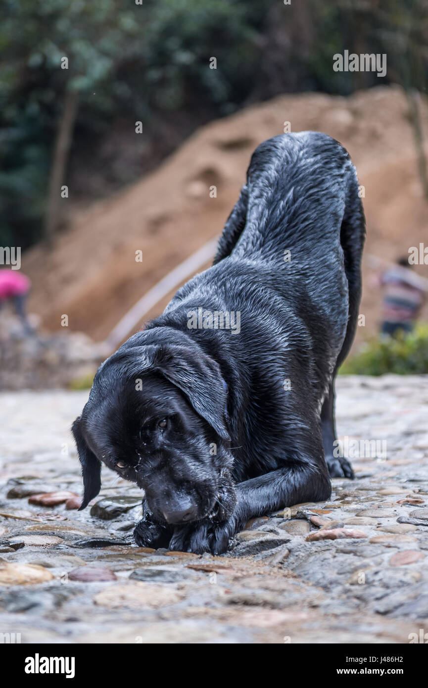 The black Labrador Retriever Stock Photo - Alamy