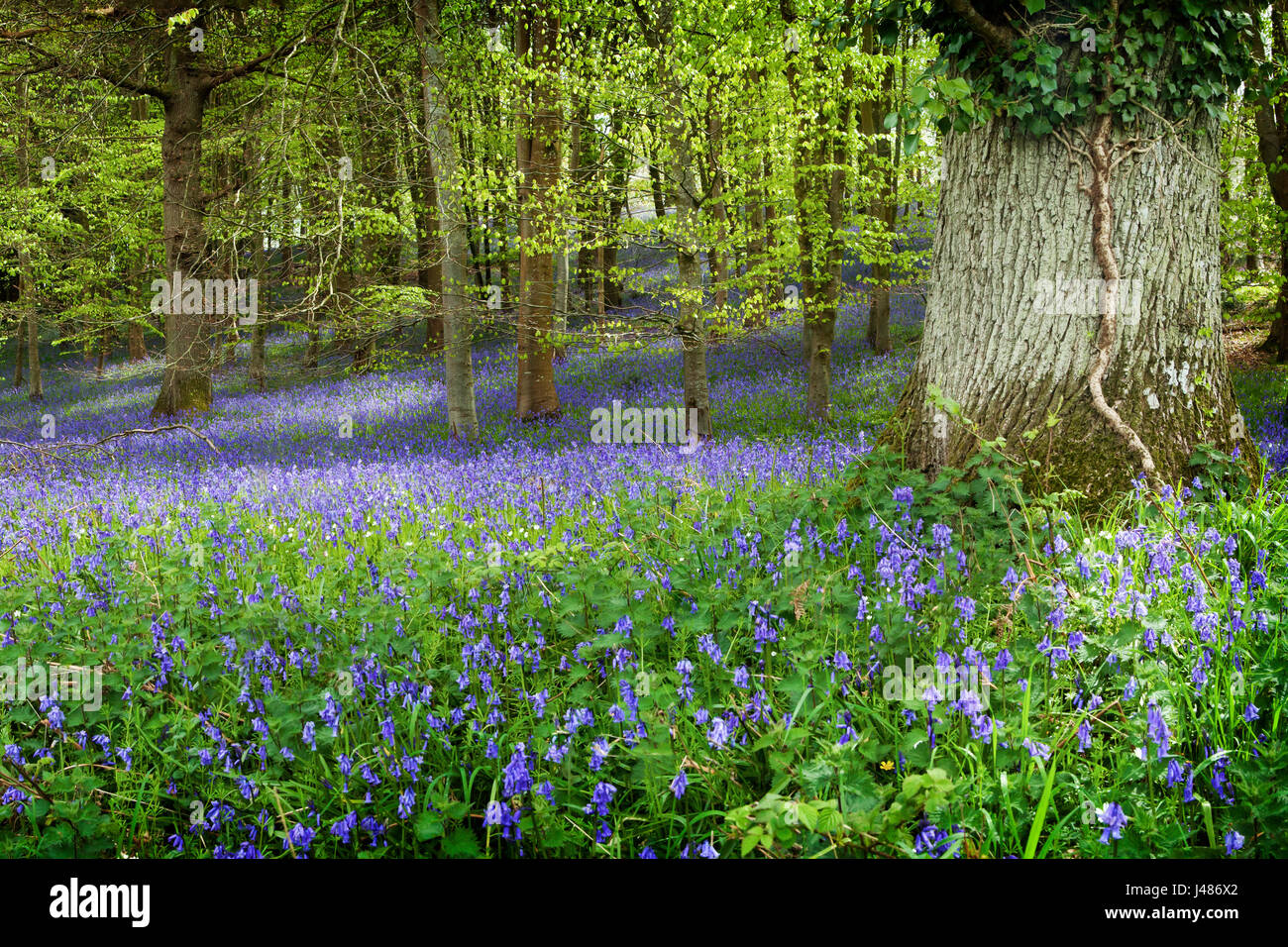 Bluebells in woods near Warminster, in Wiltshire,Uk Stock Photo - Alamy