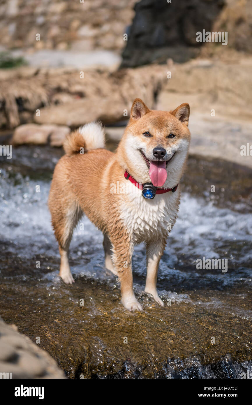 The cute Shiba Inu Stock Photo - Alamy
