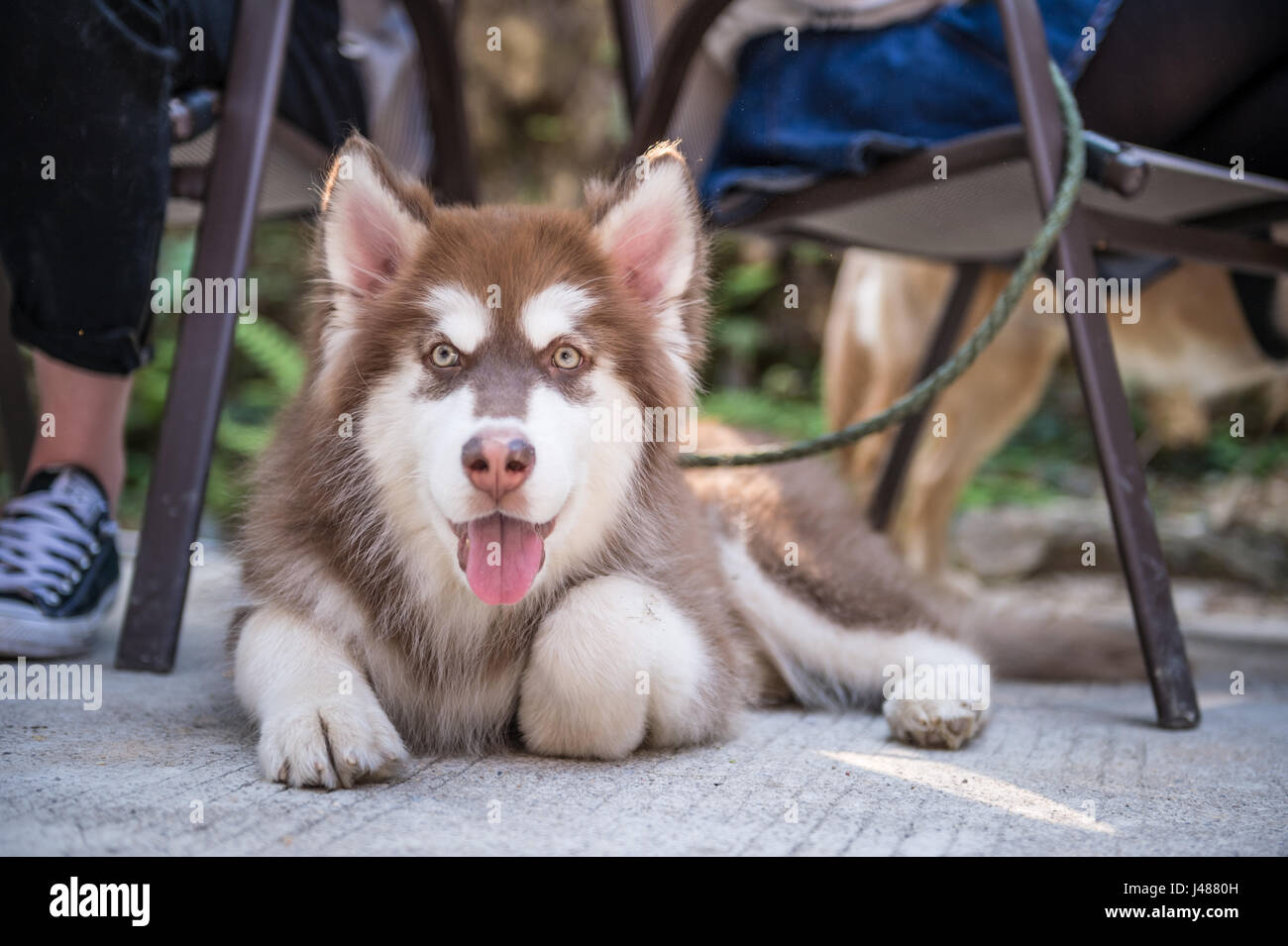 The Alaska dog puppies Stock Photo - Alamy