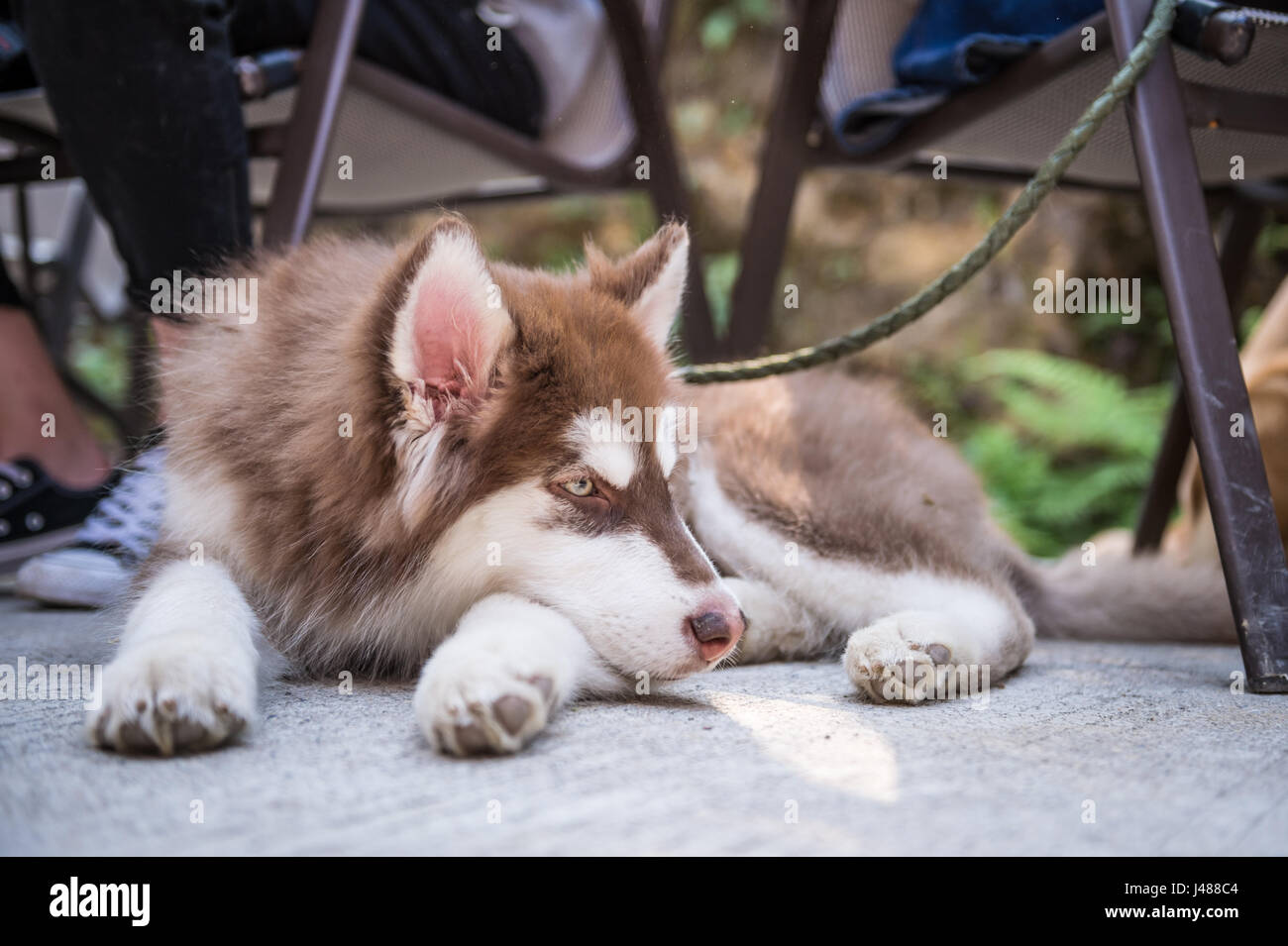 The Alaska dog puppies Stock Photo - Alamy