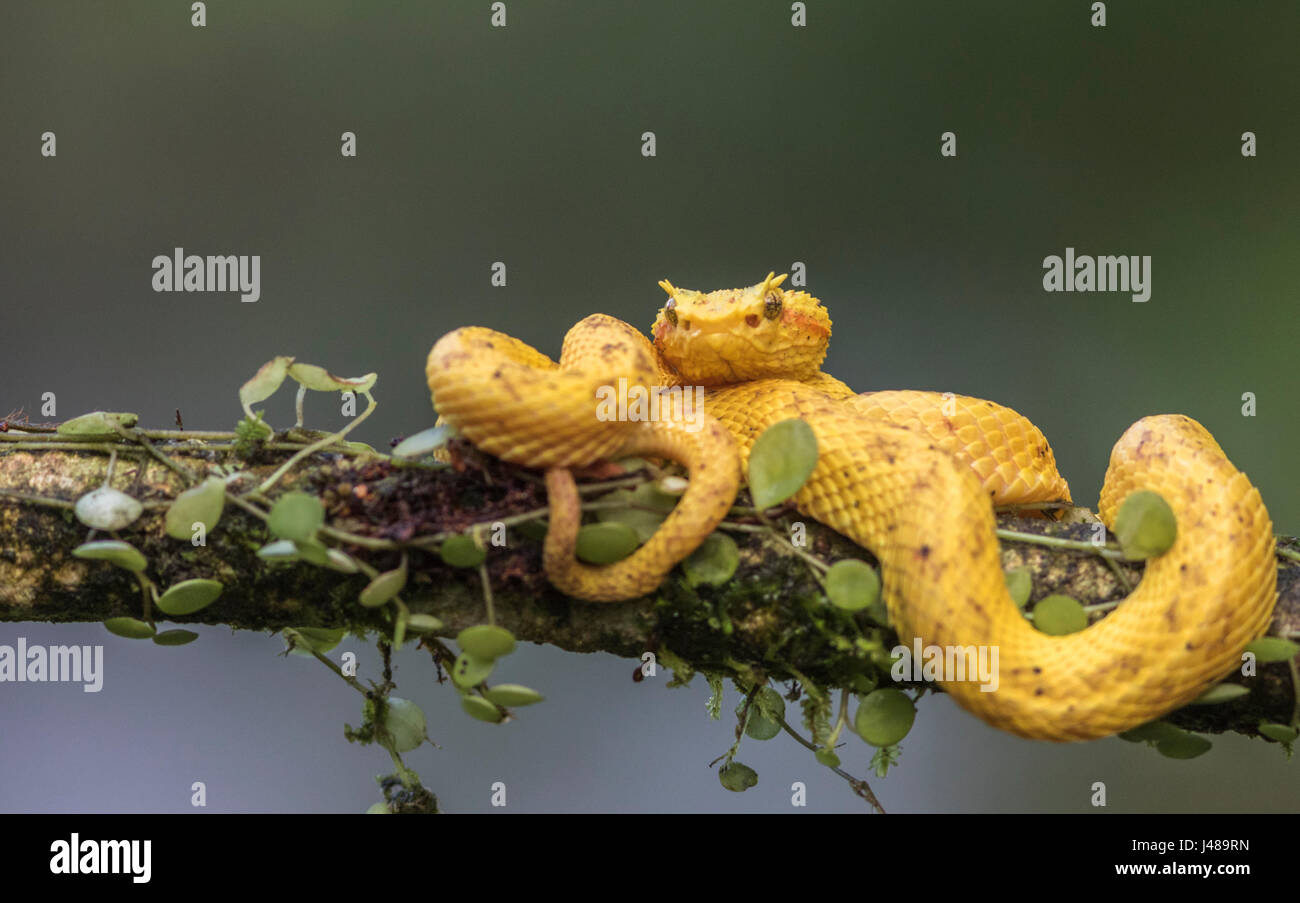 Eyelash viper, Bothriechis schlegelii lying on a tree bransch, looking ...