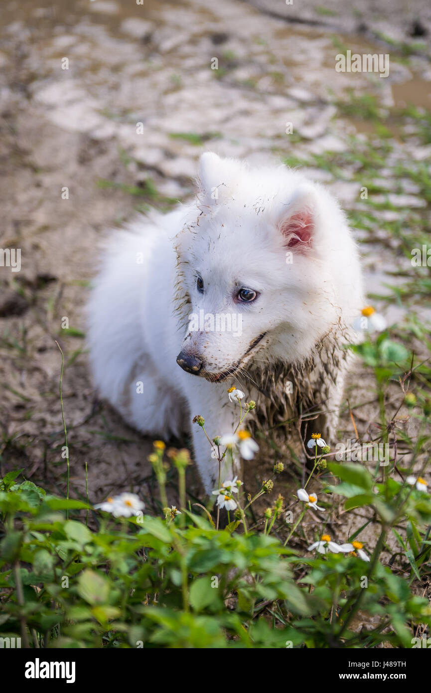 The samoyed dog in the mud Stock Photo - Alamy