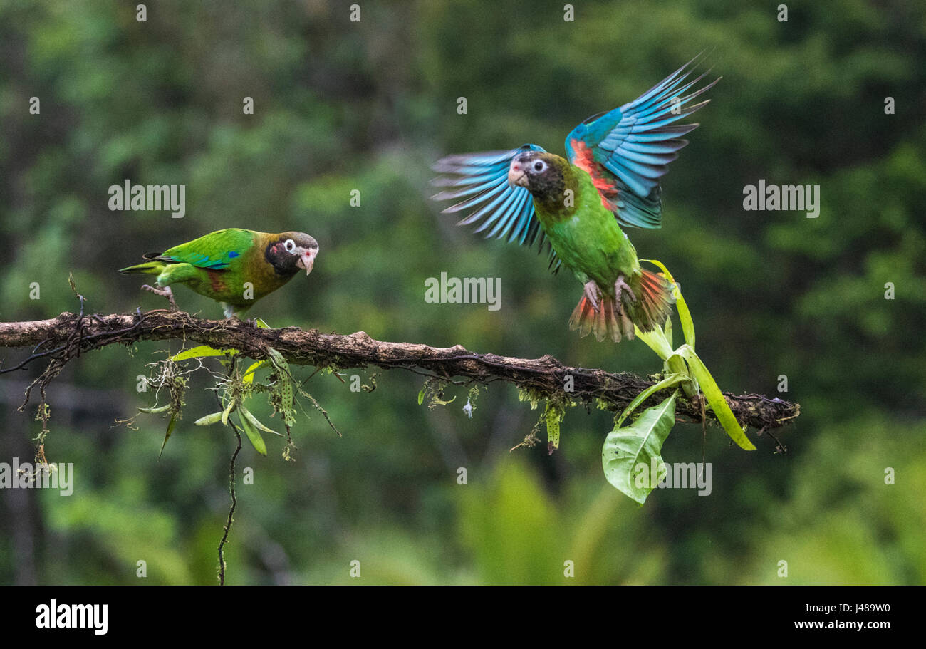 Brown-hooded parrot, Pyrilia haematotis, sitting in a tree, one is ...