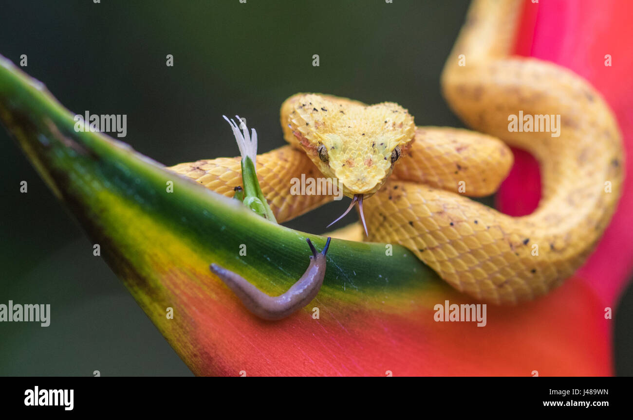 Eyelash viper, Bothriechis schlegelii lying on heliconia flower and ...