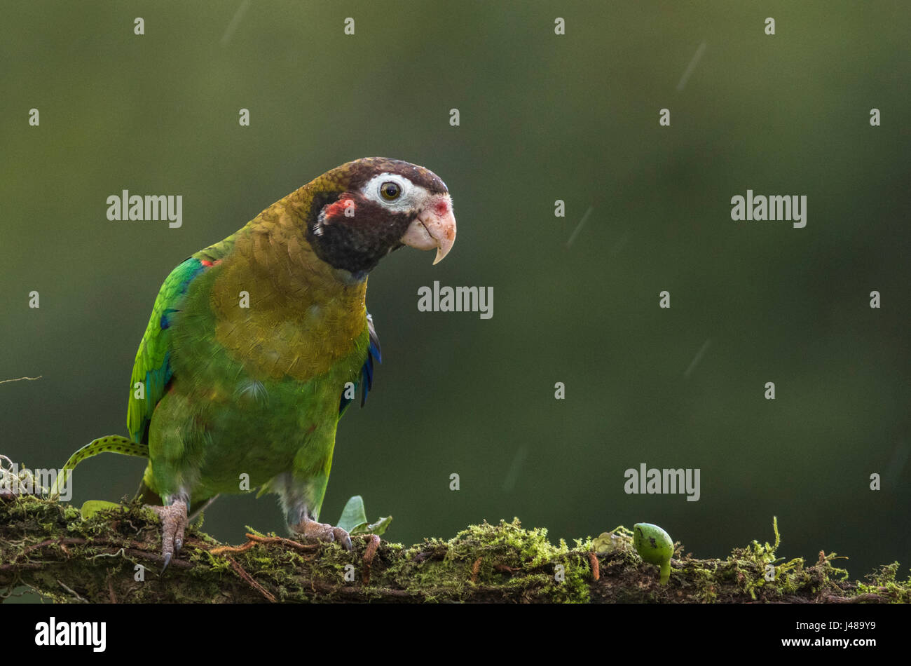 Brown-hooded parrot, Pyrilia haematotis, sitting in a tree at Laguna ...