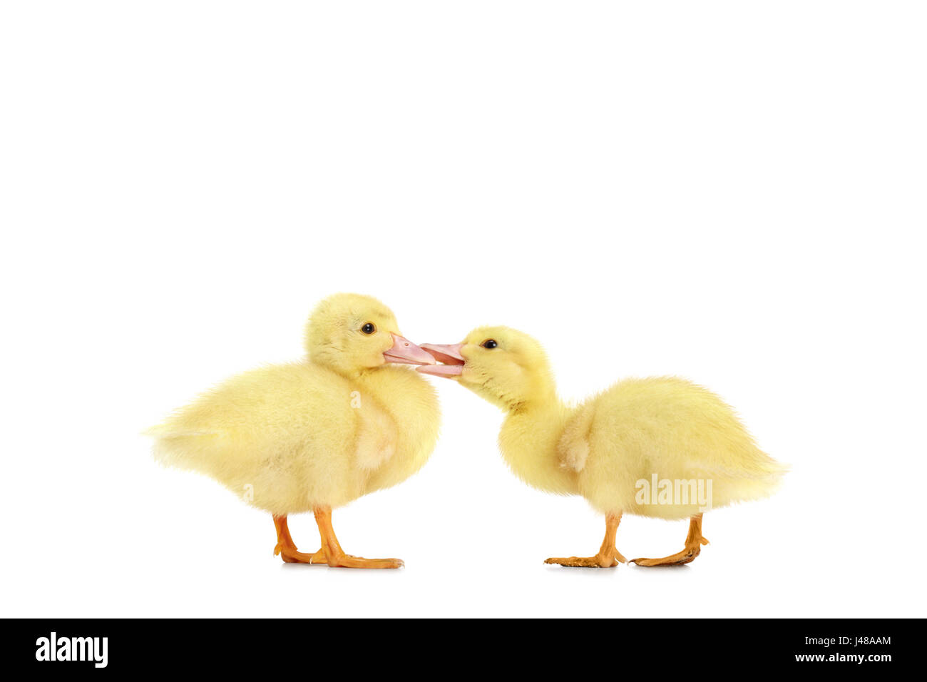 Two little ducklings isolated on white background Stock Photo - Alamy
