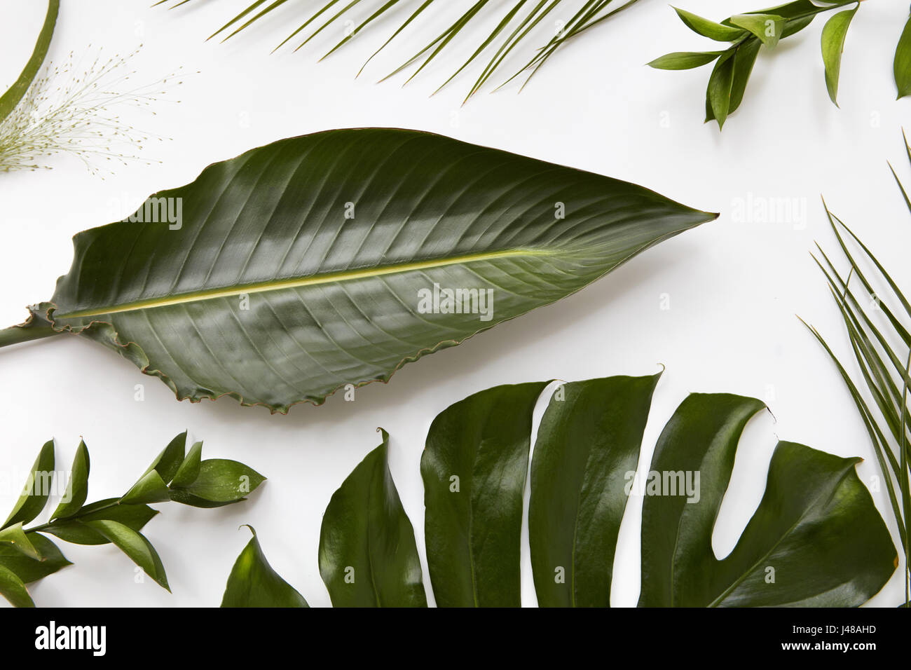 Green leaves isolated on white backgrounda . Composition of greenery ...
