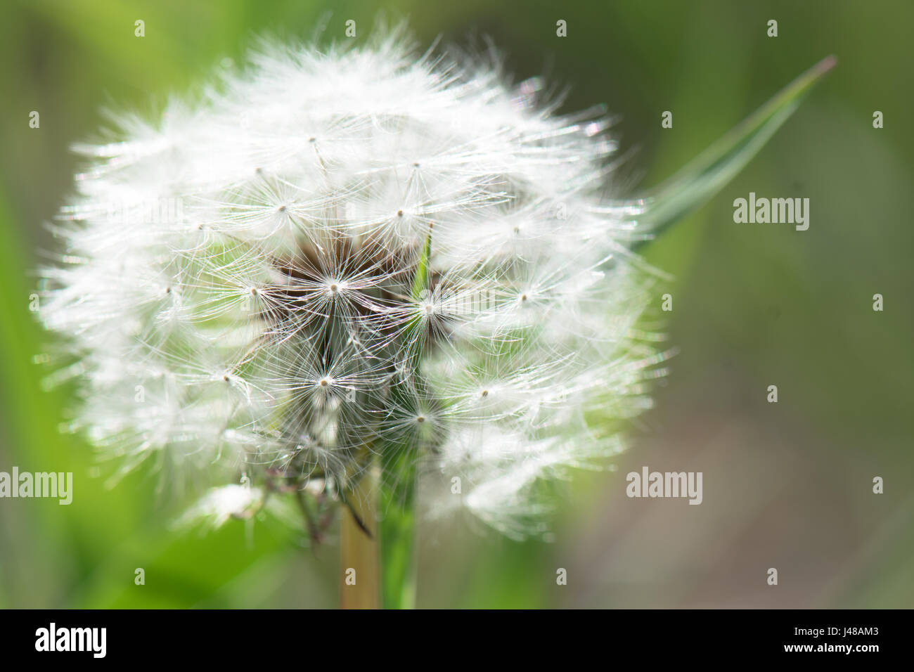 Close up of dandelion seed head hi-res stock photography and images - Alamy