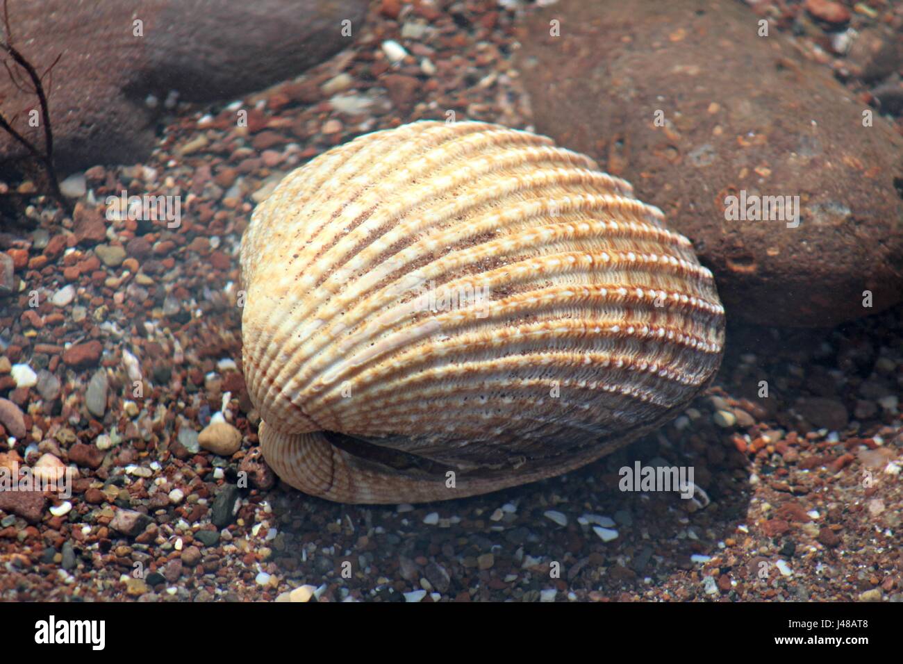 Seashells in the seawater at Teignmouth beach Stock Photo - Alamy