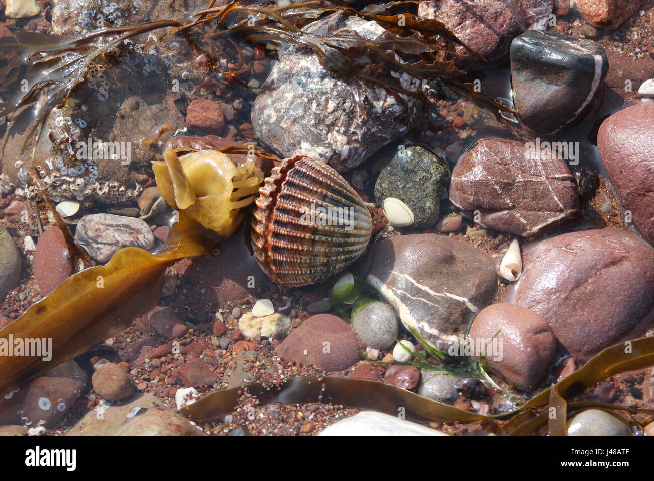 Seaside rock pool hi-res stock photography and images - Alamy