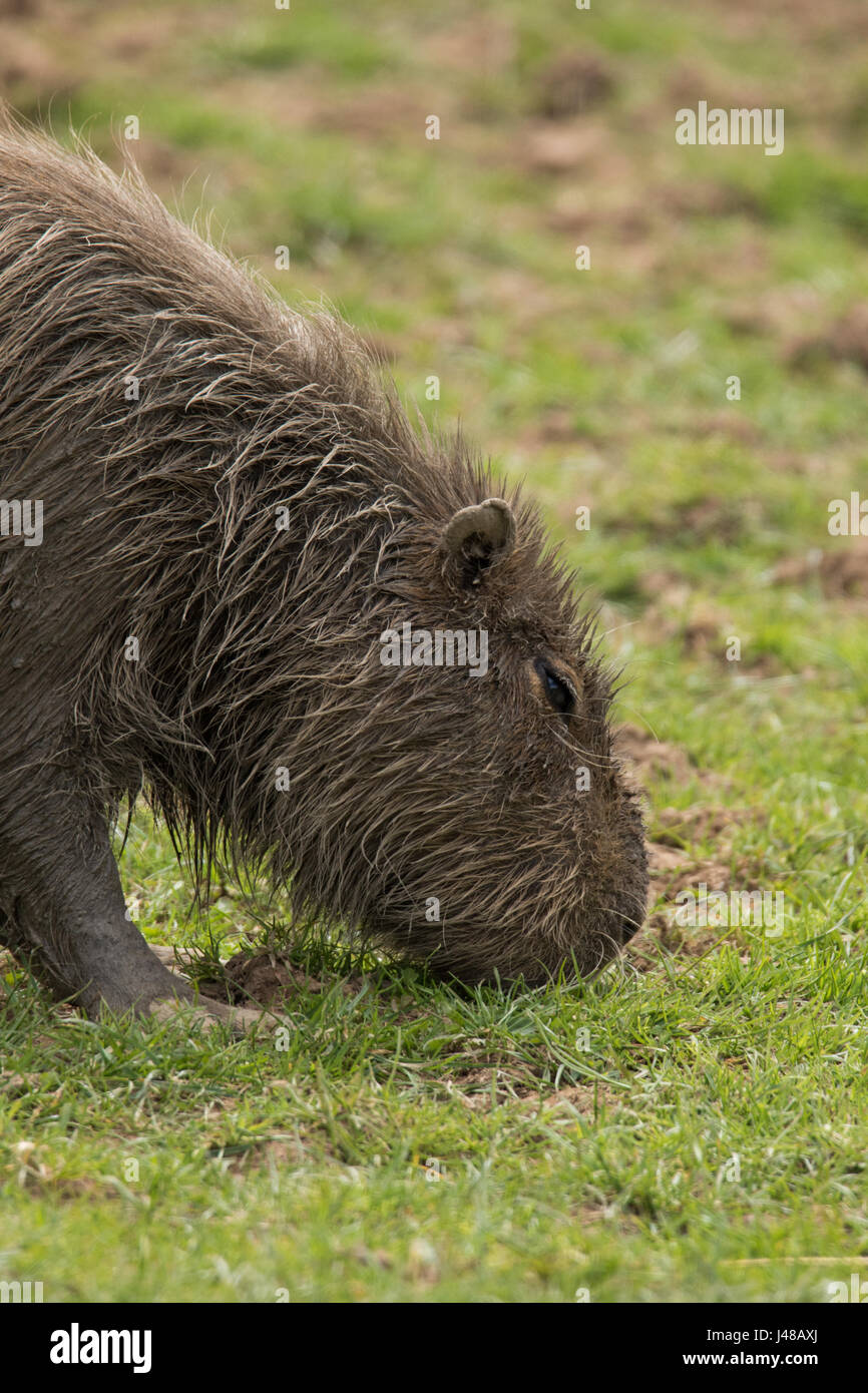 Capybara. Manor Wildlife Park, St. Florence, Tenby, Pembrokeshire, West ...