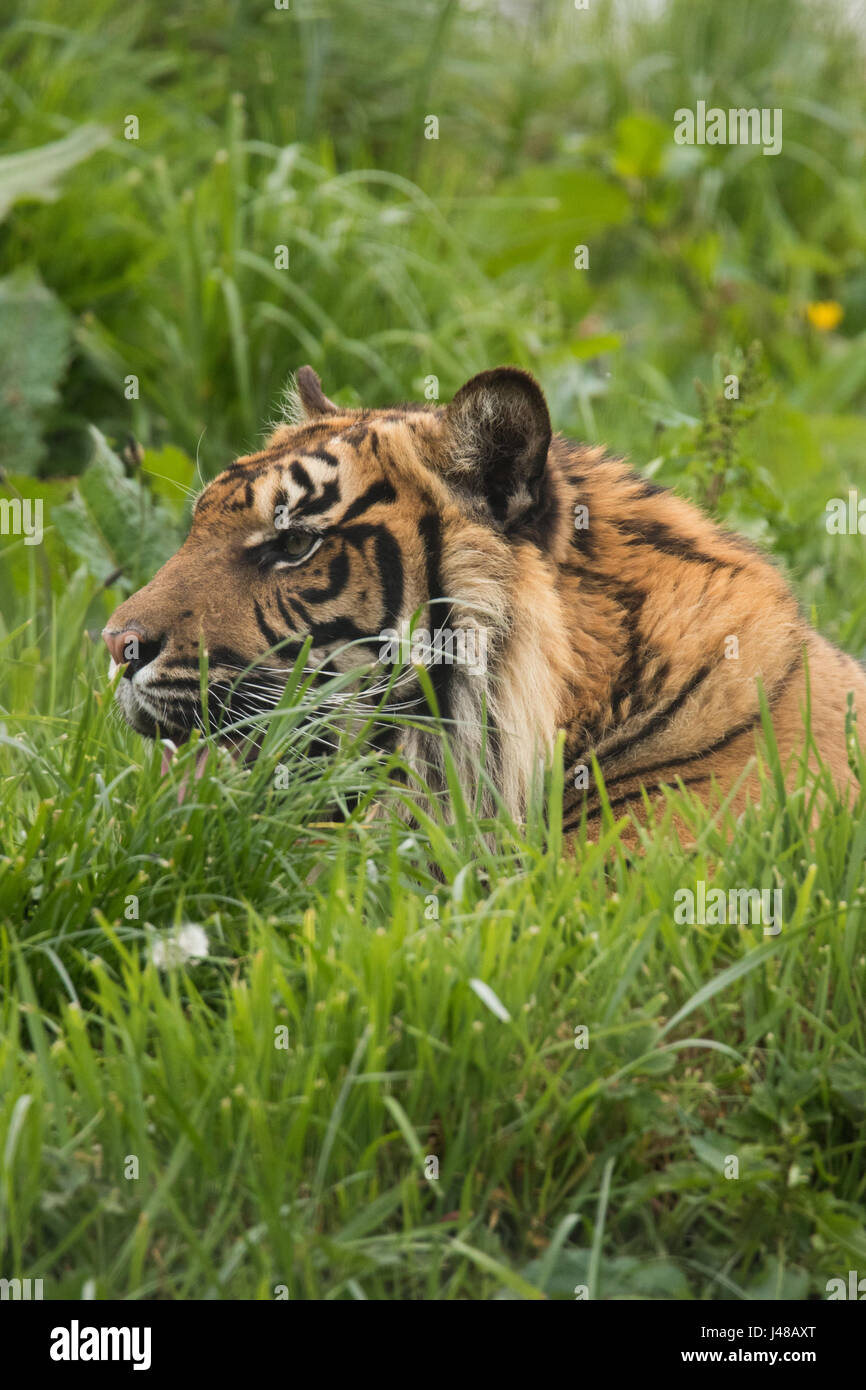 Sumatran Tiger. Manor Wildlife Park, St. Florence, Tenby, Pembrokeshire ...