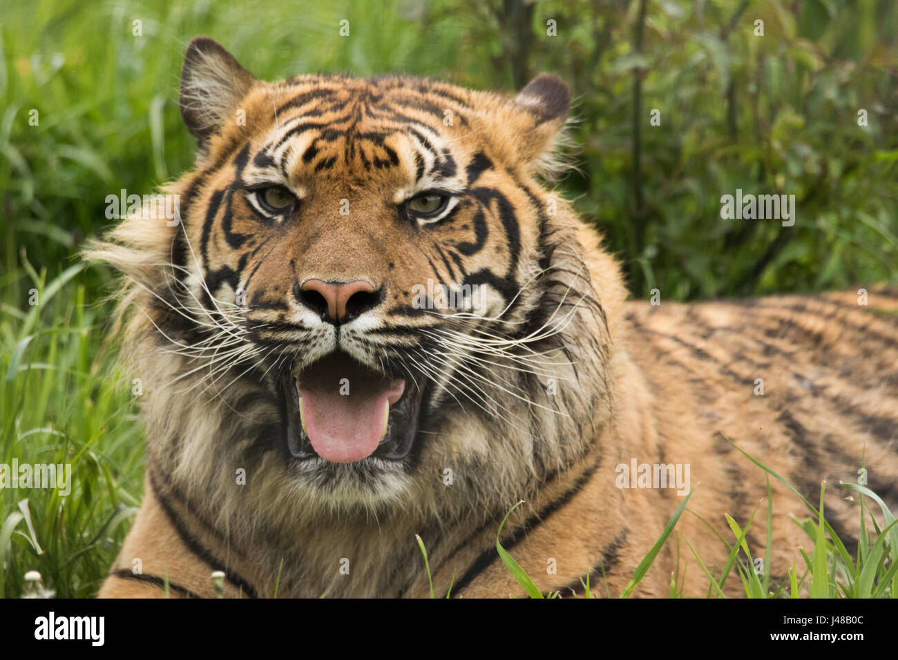 Sumatran Tiger. Manor Wildlife Park, St. Florence, Tenby, Pembrokeshire ...