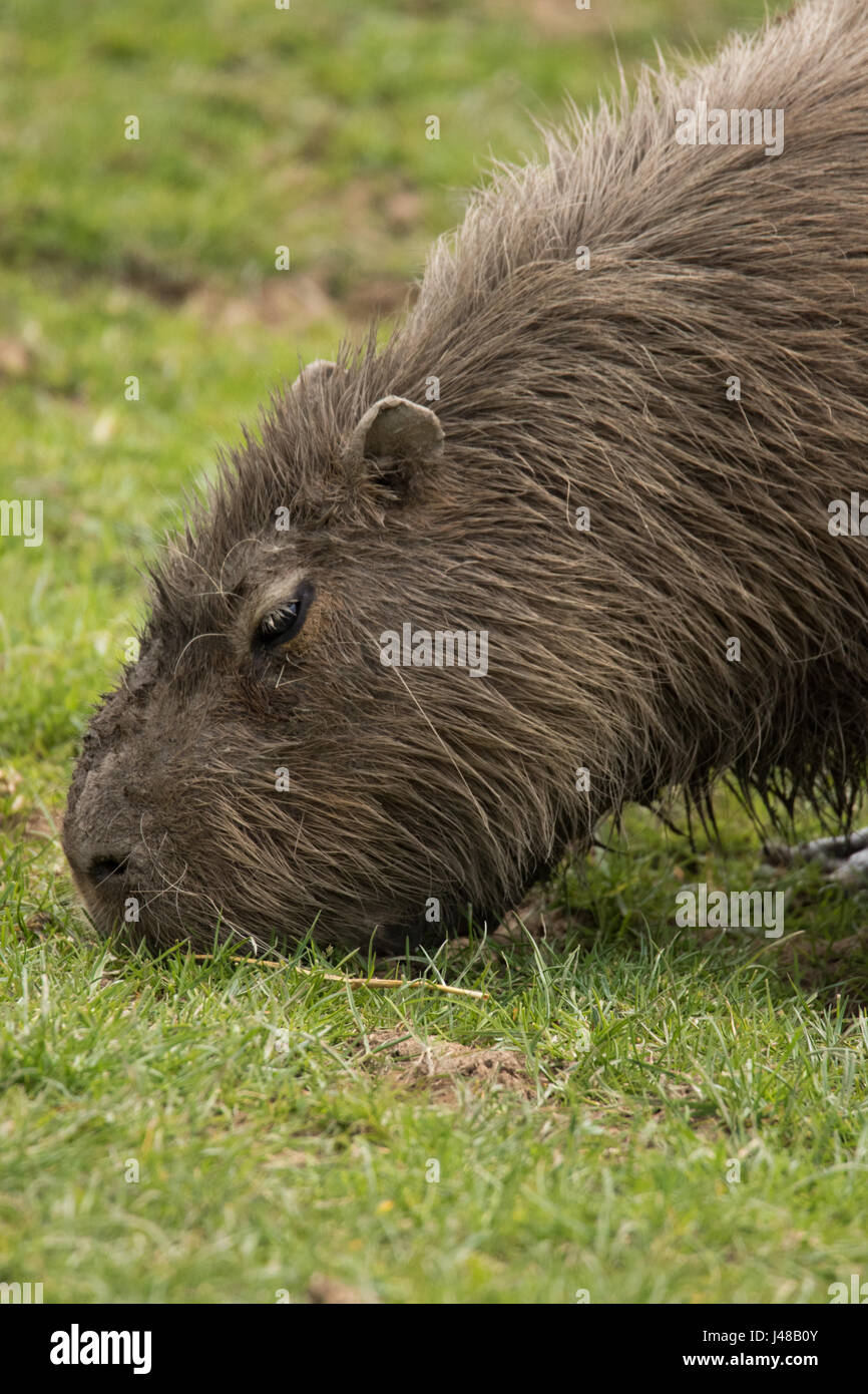 Capybara. Manor Wildlife Park, St. Florence, Tenby, Pembrokeshire, West ...