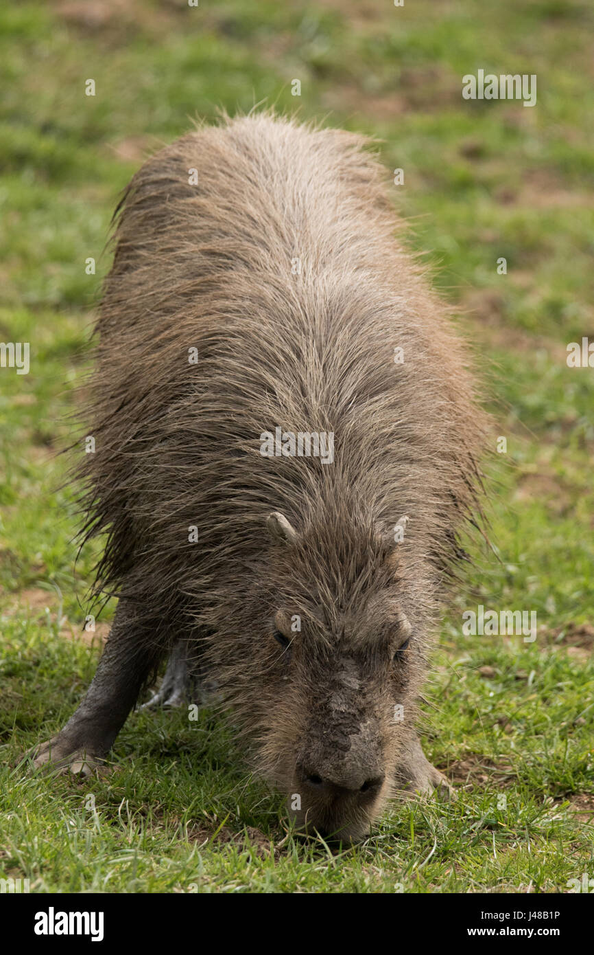 Capybara. Manor Wildlife Park, St. Florence, Tenby, Pembrokeshire, West ...