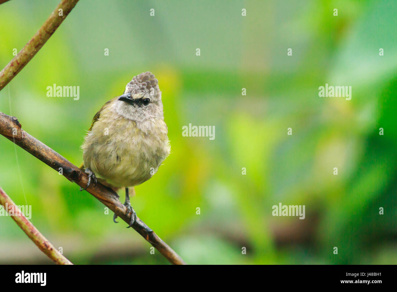 mountain bulbul standing on branch looking something and have a ...