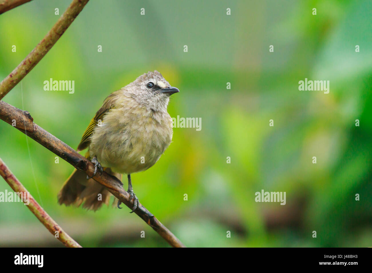 mountain bulbul standing on branch looking something and have a ...