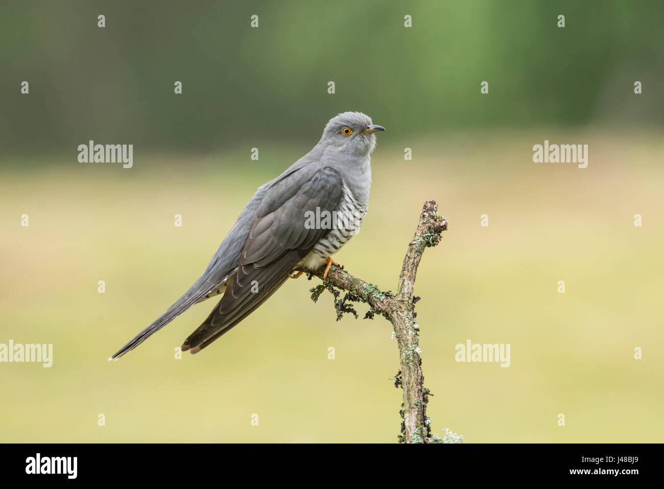 Cuckoo (Cuculus canorus), variously known as Common, European or ...