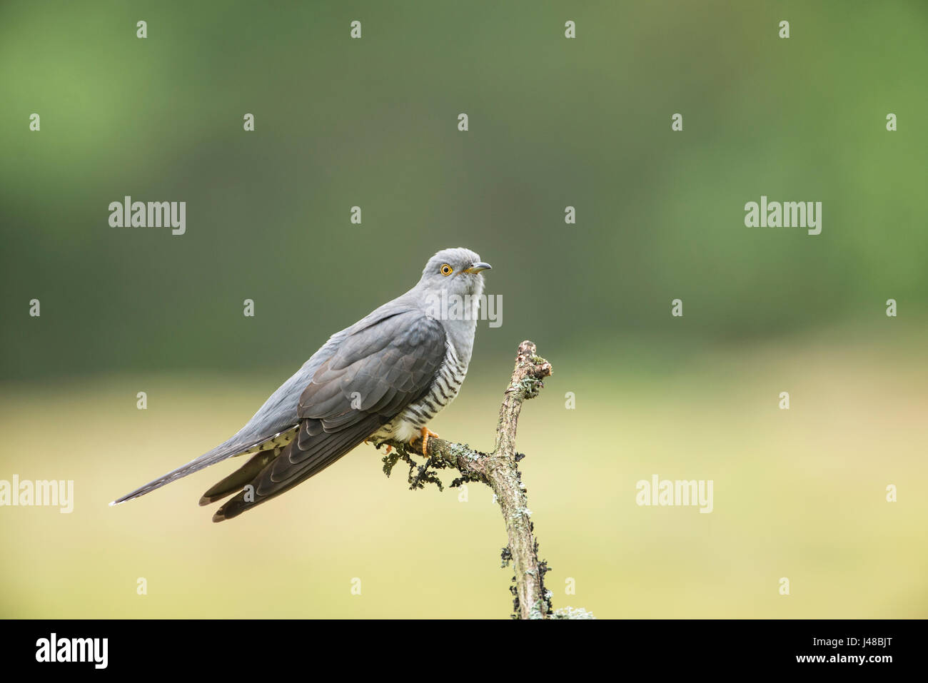 Cuckoo (Cuculus canorus), variously known as Common, European or ...