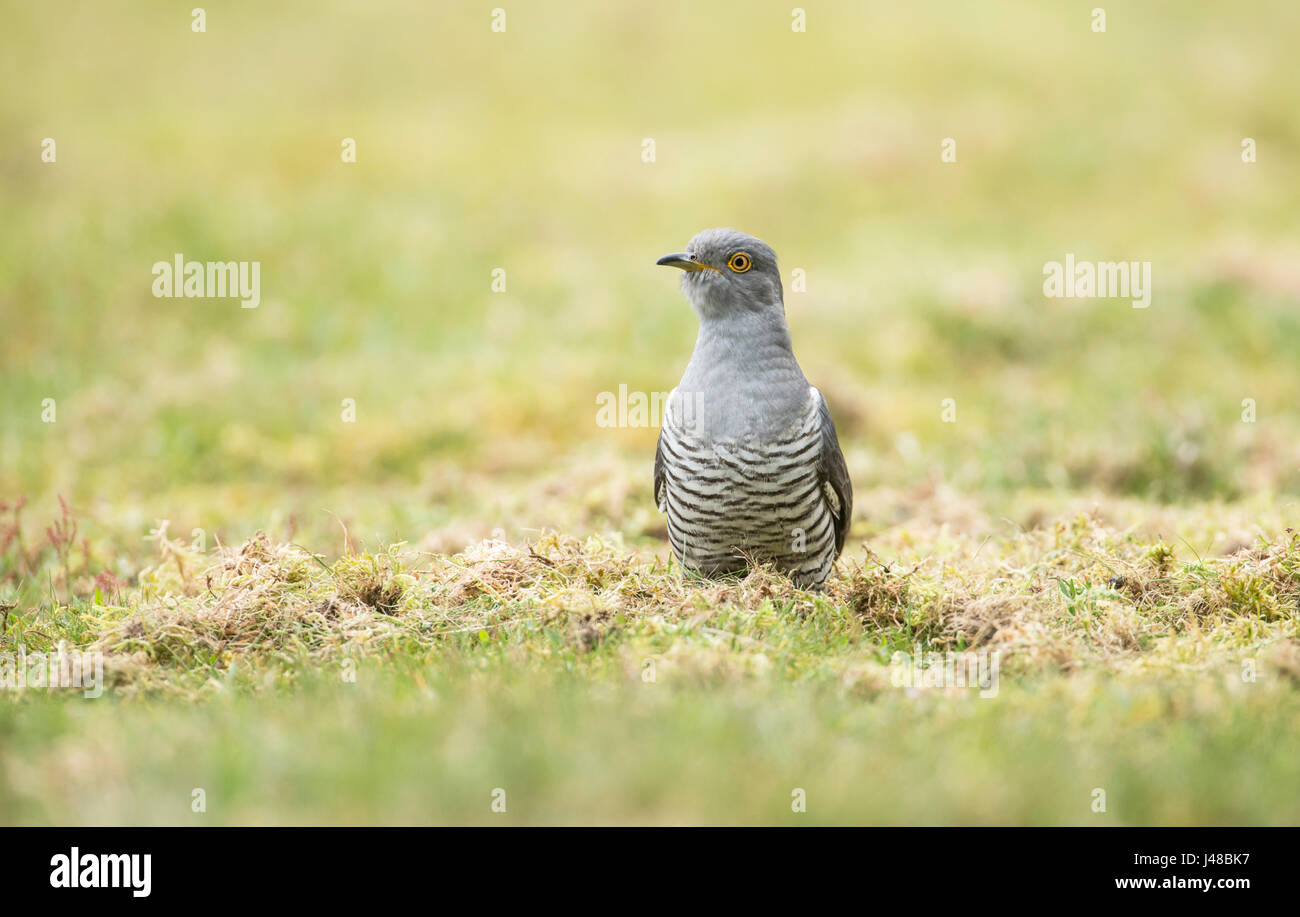 Cuckoo (Cuculus canorus), variously known as Common, European or ...