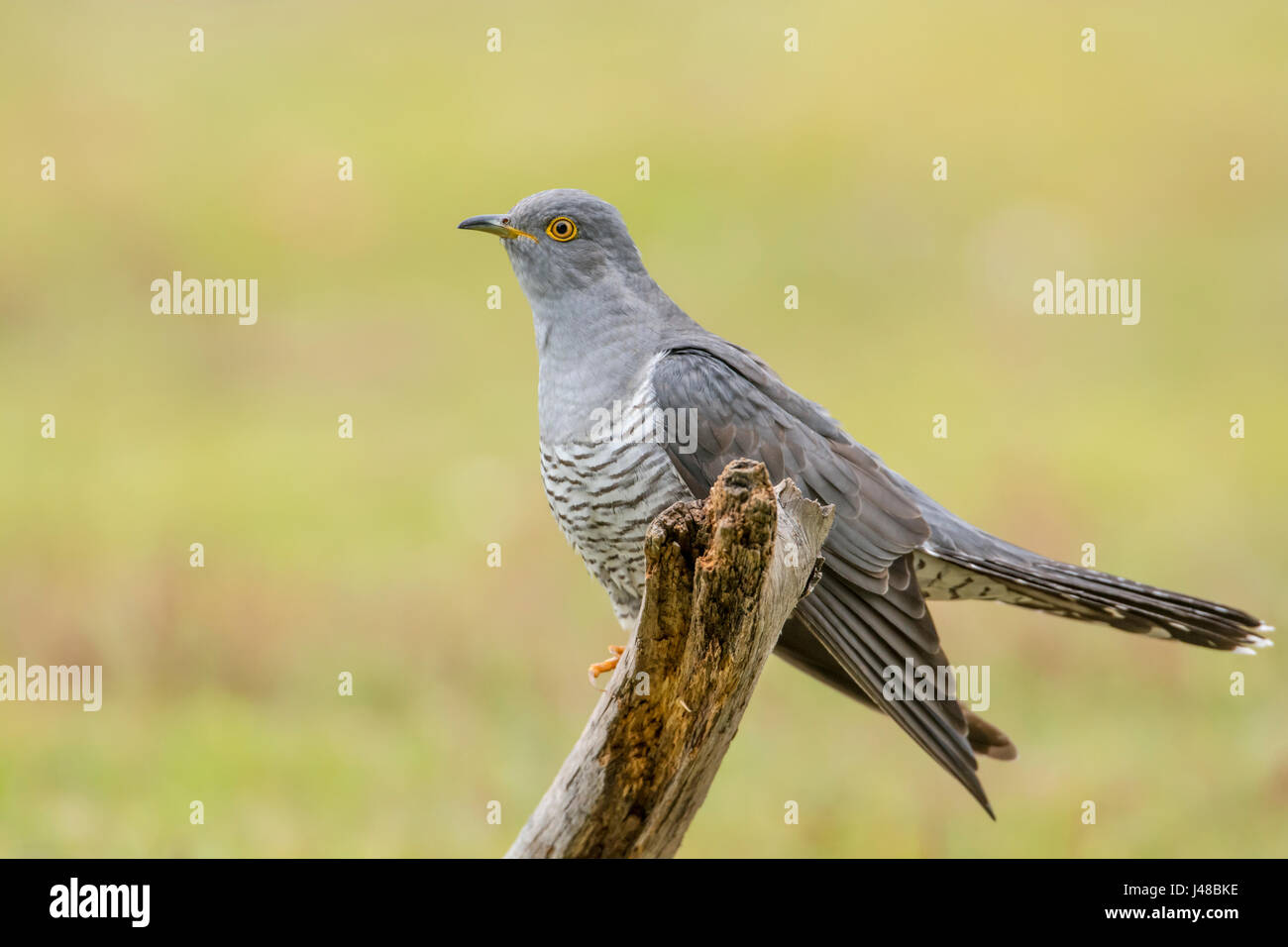 Cuckoo (Cuculus canorus), variously known as Common, European or ...