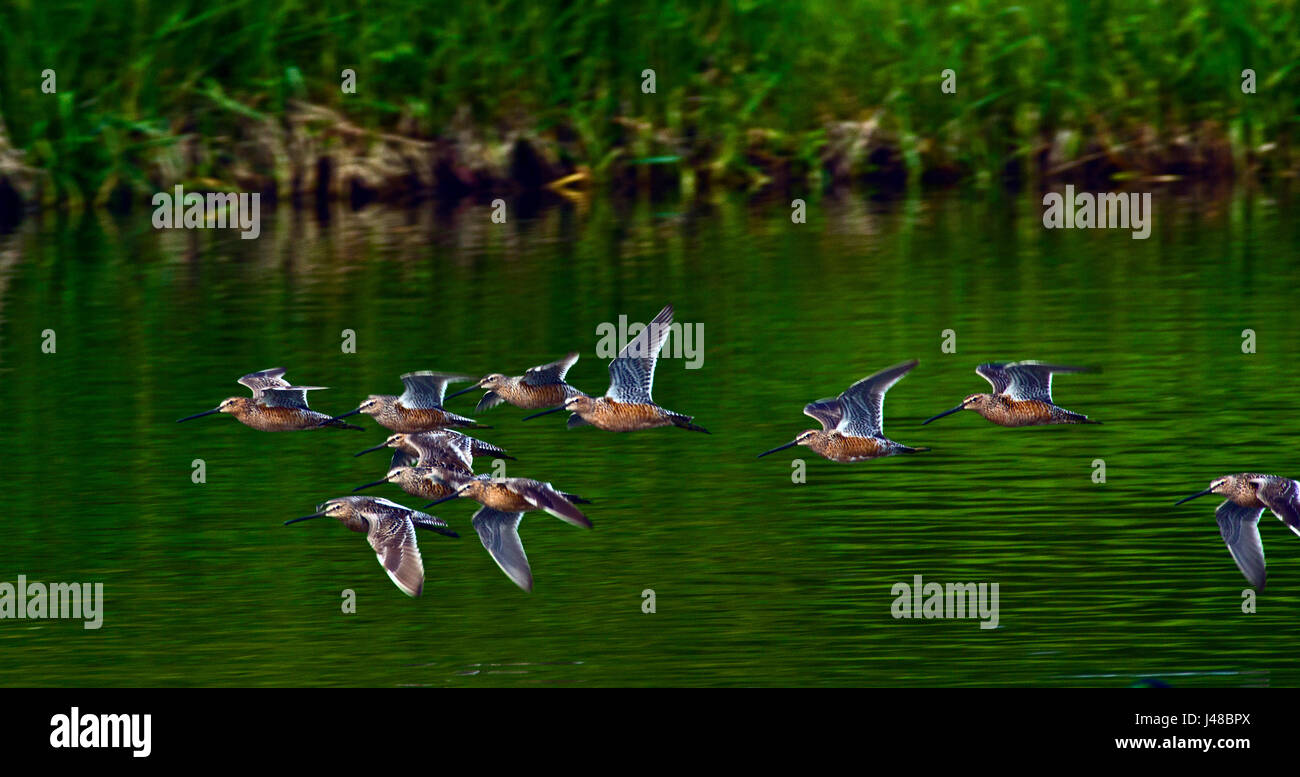 Flying dowitcher hi-res stock photography and images - Alamy