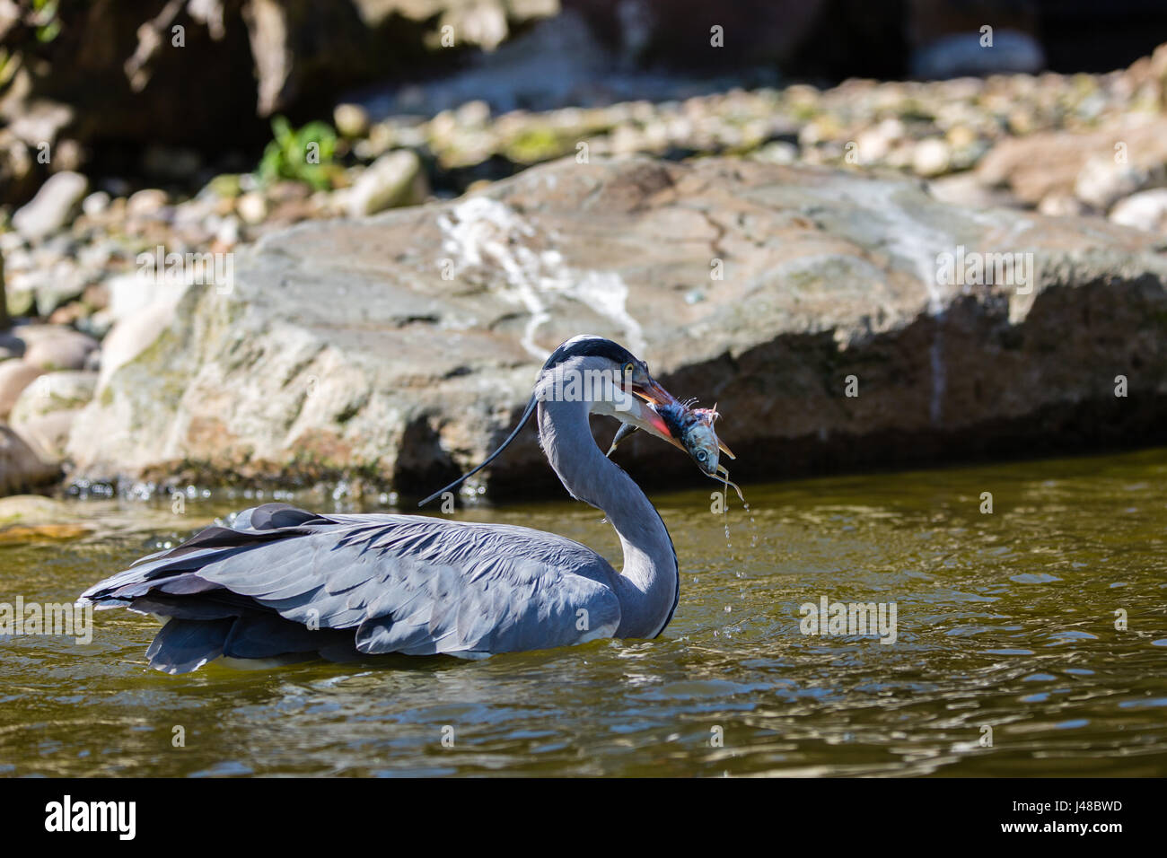 Fish eating birds hi-res stock photography and images - Alamy