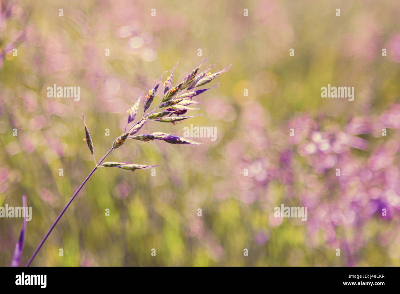 Green grass field in breeze hi-res stock photography and images - Alamy
