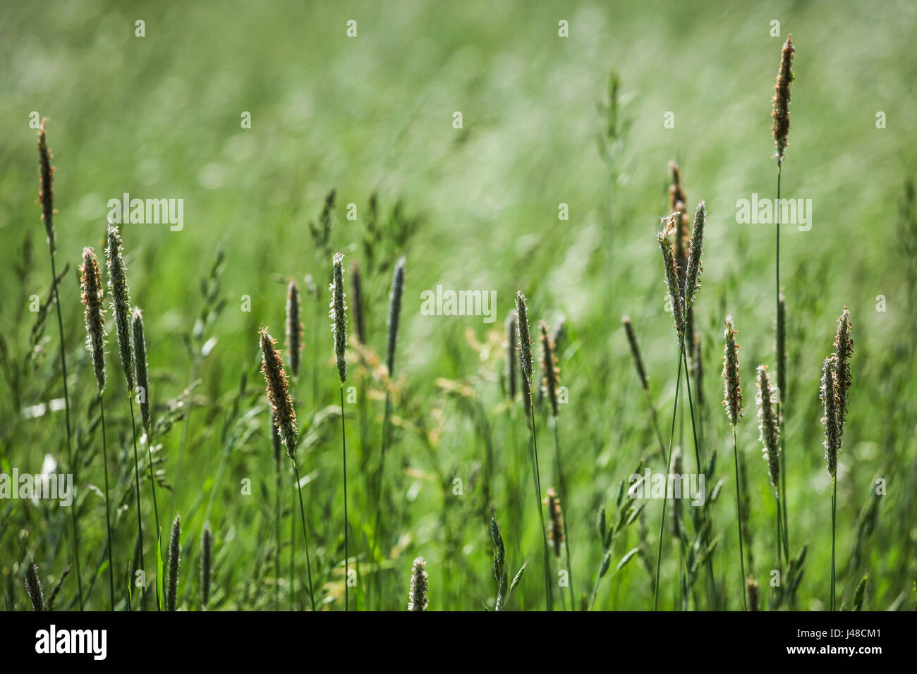 Several grasses in a meadow Stock Photo - Alamy