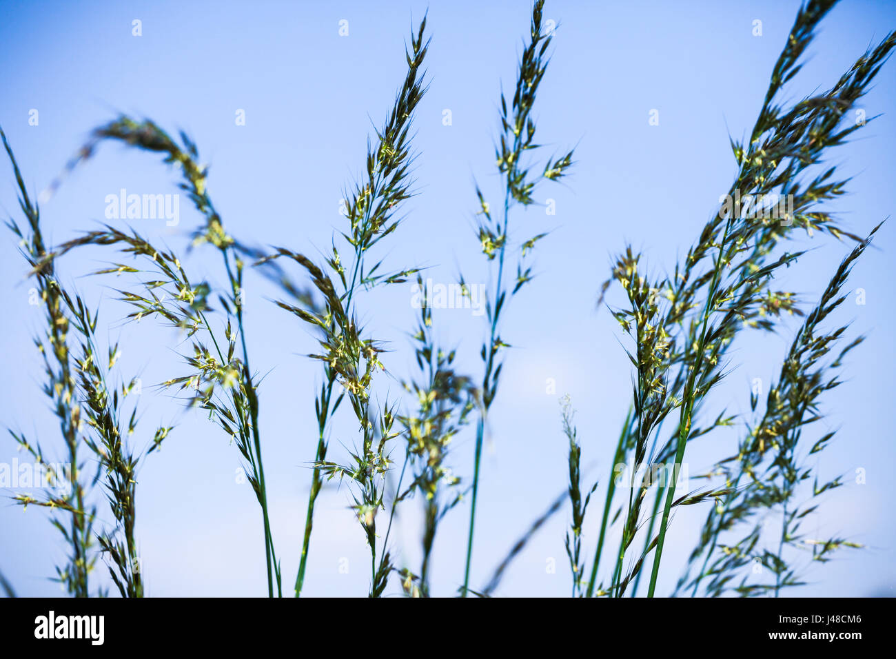 Light and airy grass hi-res stock photography and images - Alamy