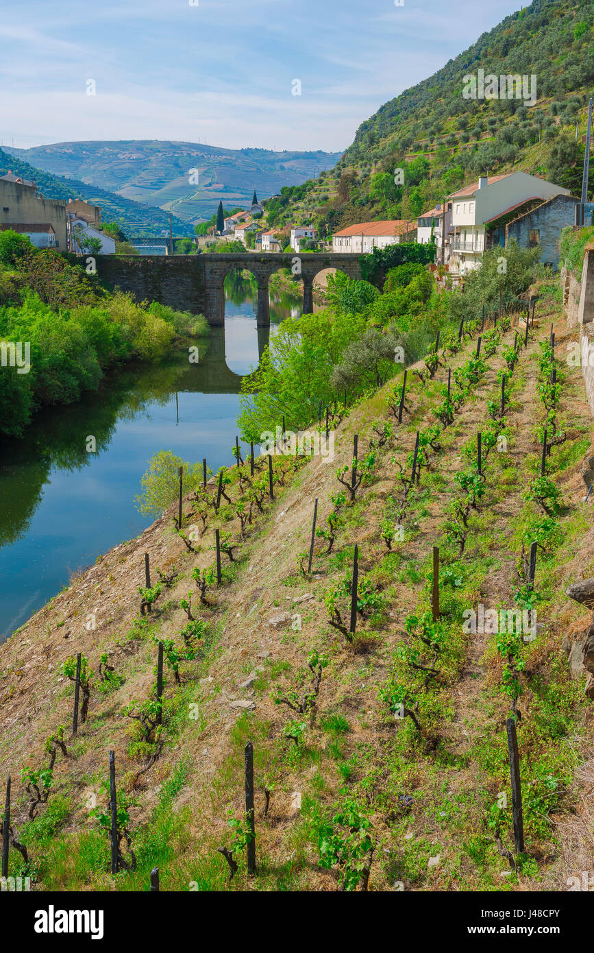 Portugal Douro Valley, a terraced vineyard along the Pinhao River in ...