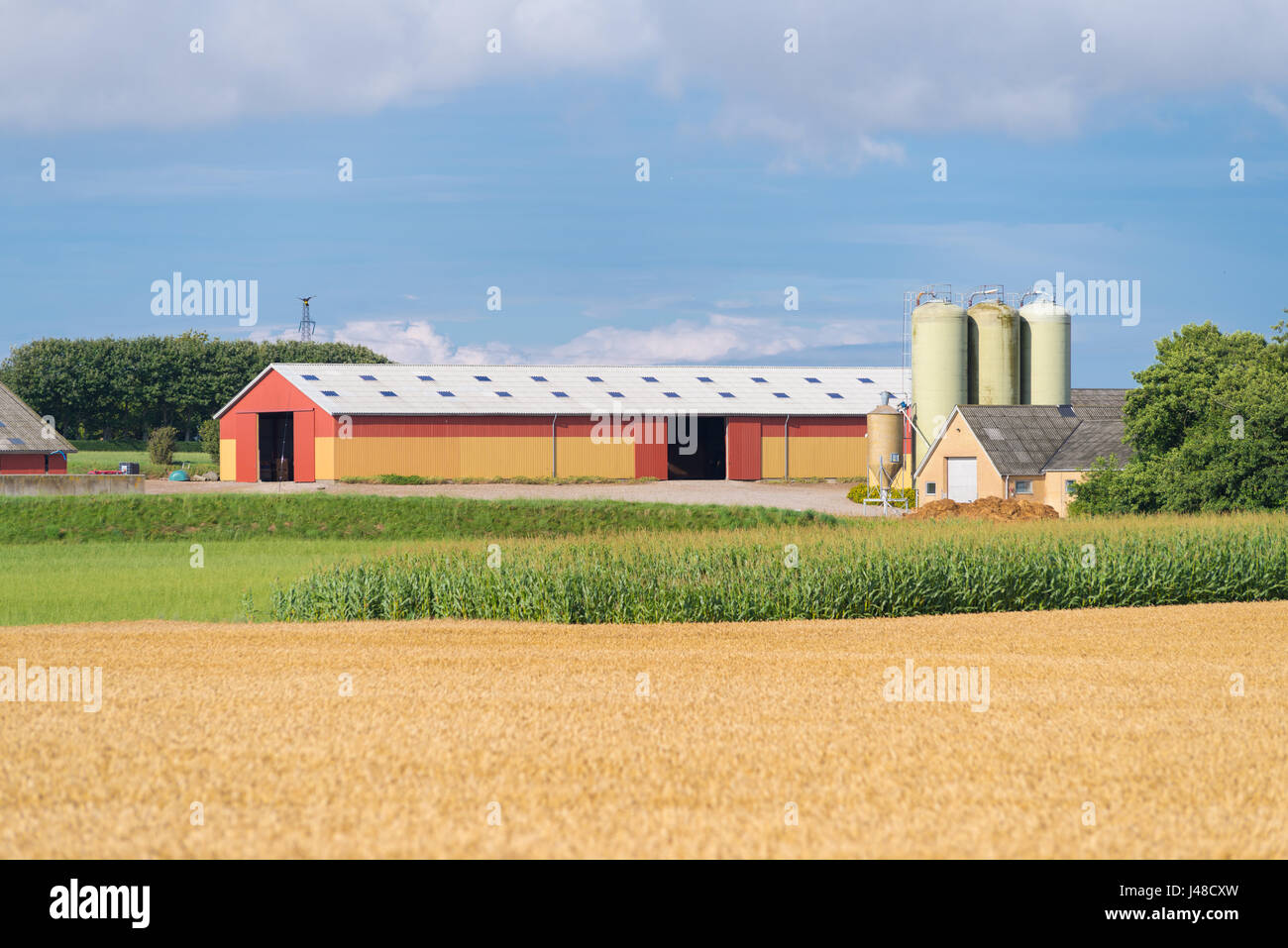 Typical danish farm with wheat field in front Stock Photo - Alamy