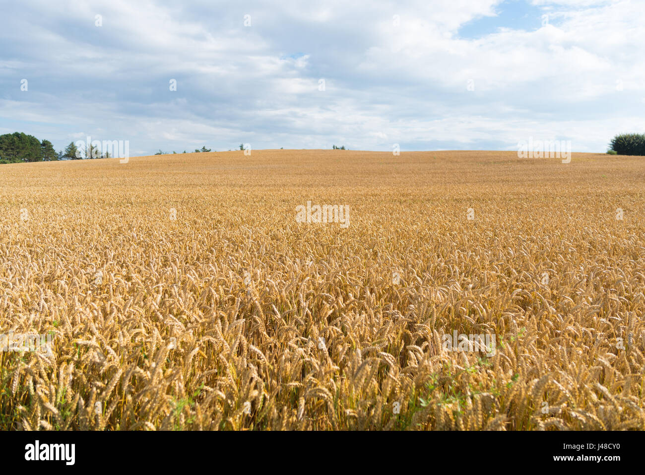 Typical danish agricultural landscape with wheat field Stock Photo - Alamy