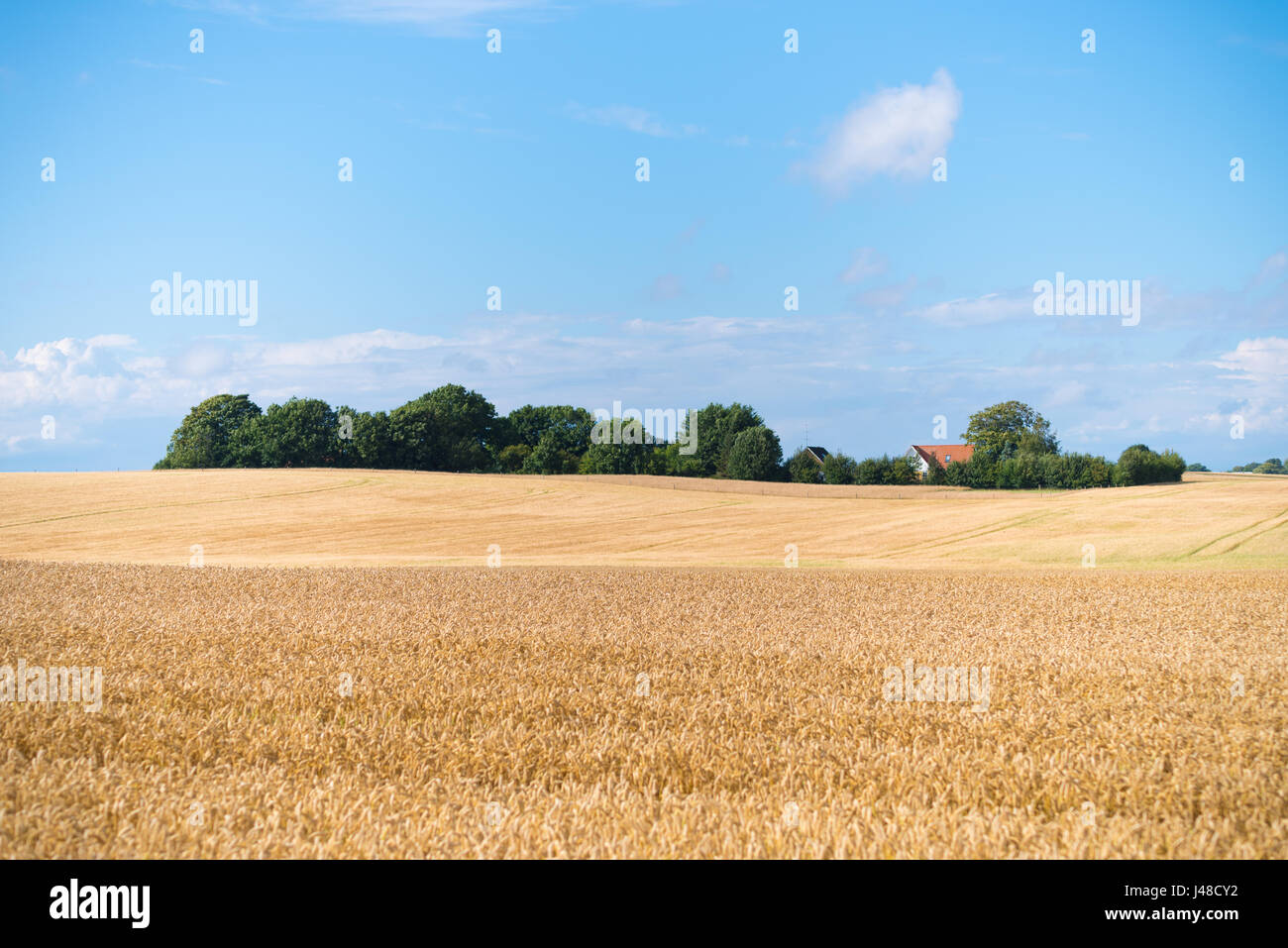 Typical danish agricultural landscape with wheat field Stock Photo - Alamy