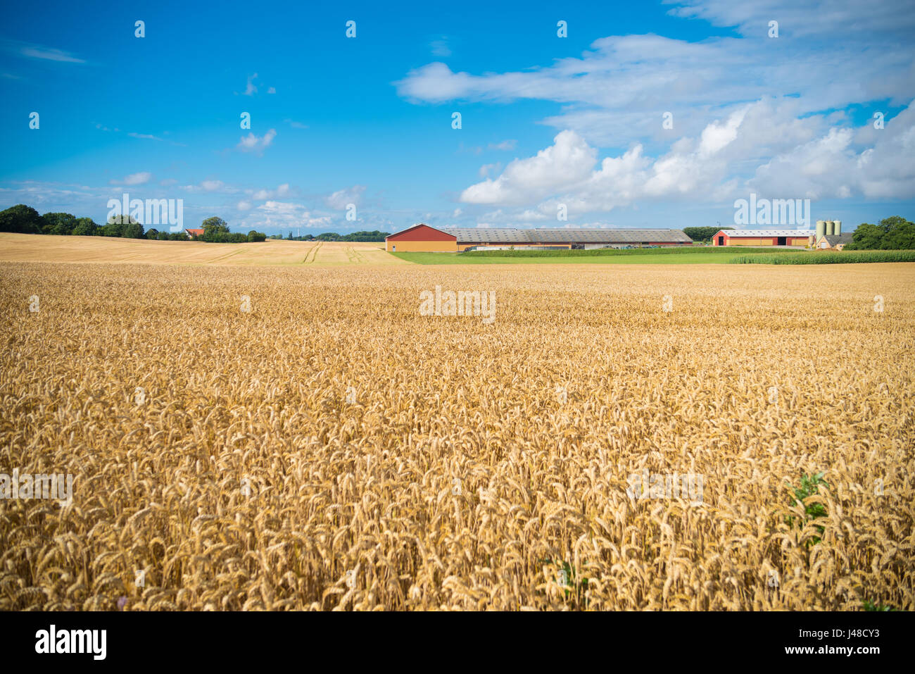 Typical danish agricultural landscape with wheat field Stock Photo - Alamy