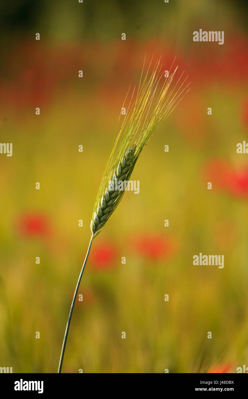 Spike vertical hi-res stock photography and images - Alamy