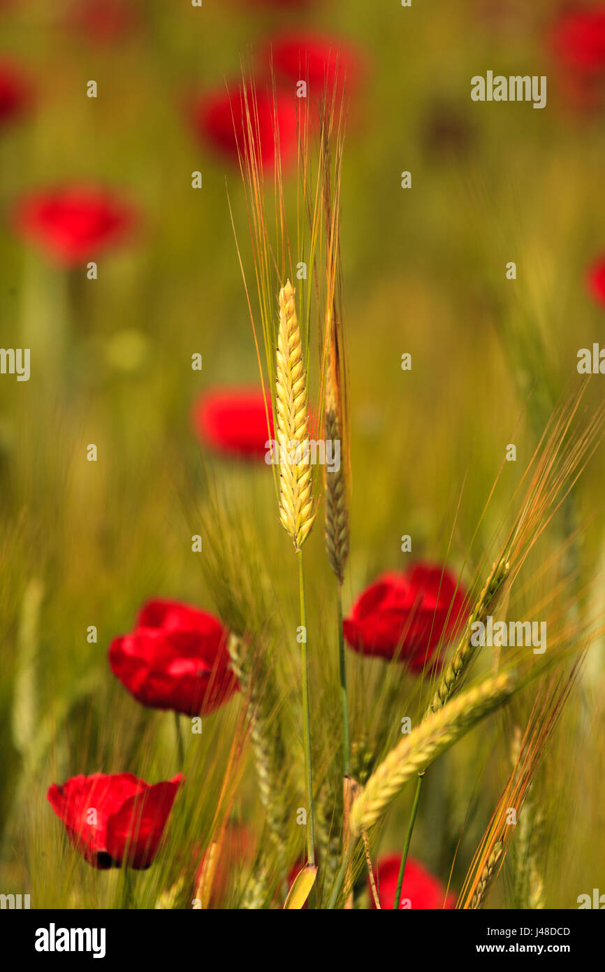 Field Spike and red puppies in the field Stock Photo - Alamy