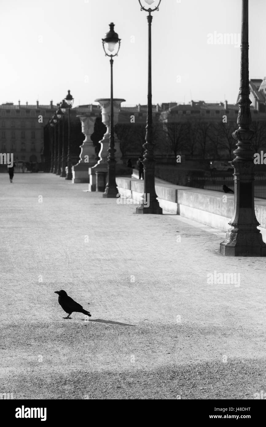 Urban crow Black and White Stock Photos & Images - Alamy