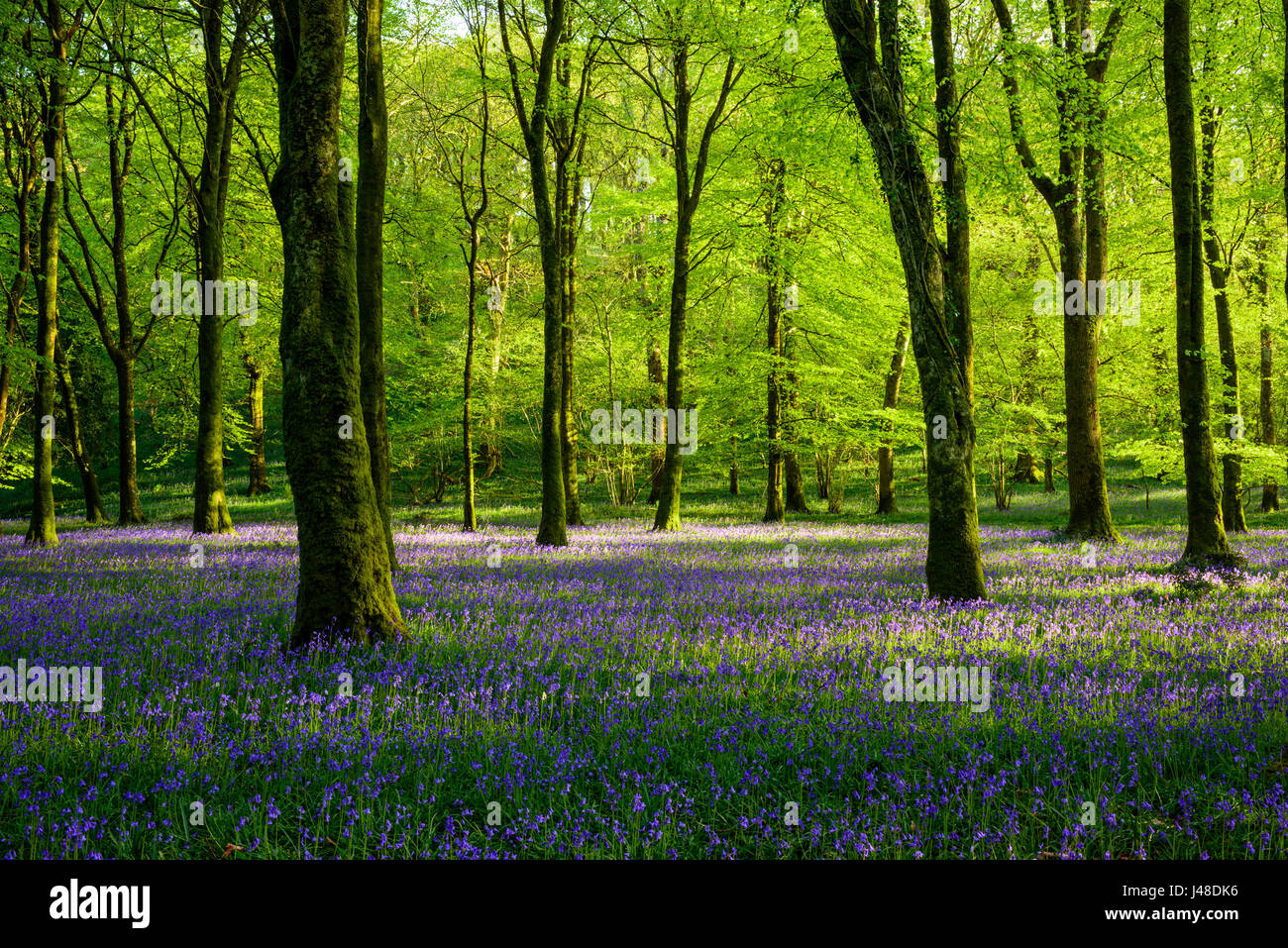 Bluebell wood in devon hi-res stock photography and images - Alamy