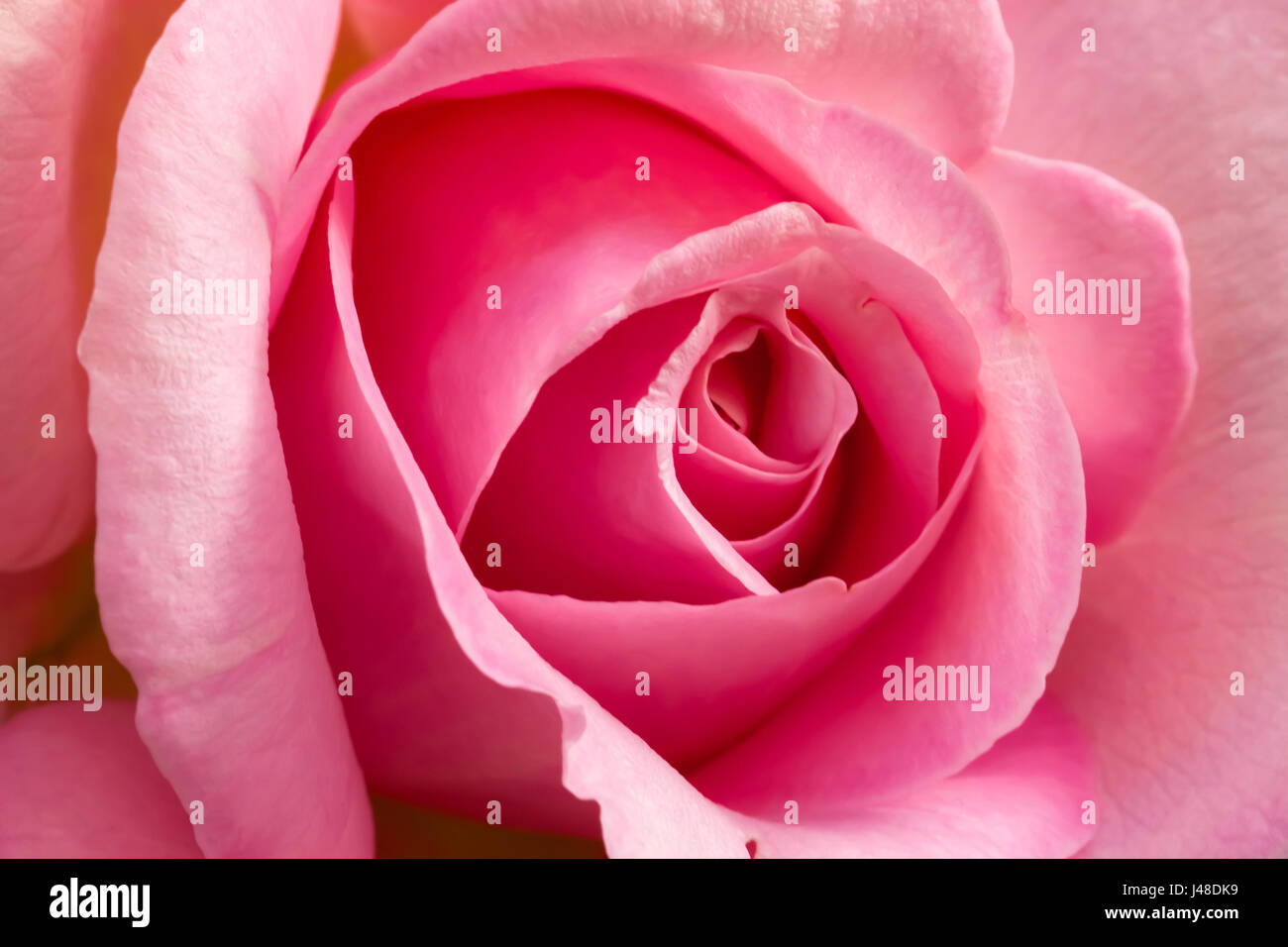 Friendship rose hi-res stock photography and images - Alamy